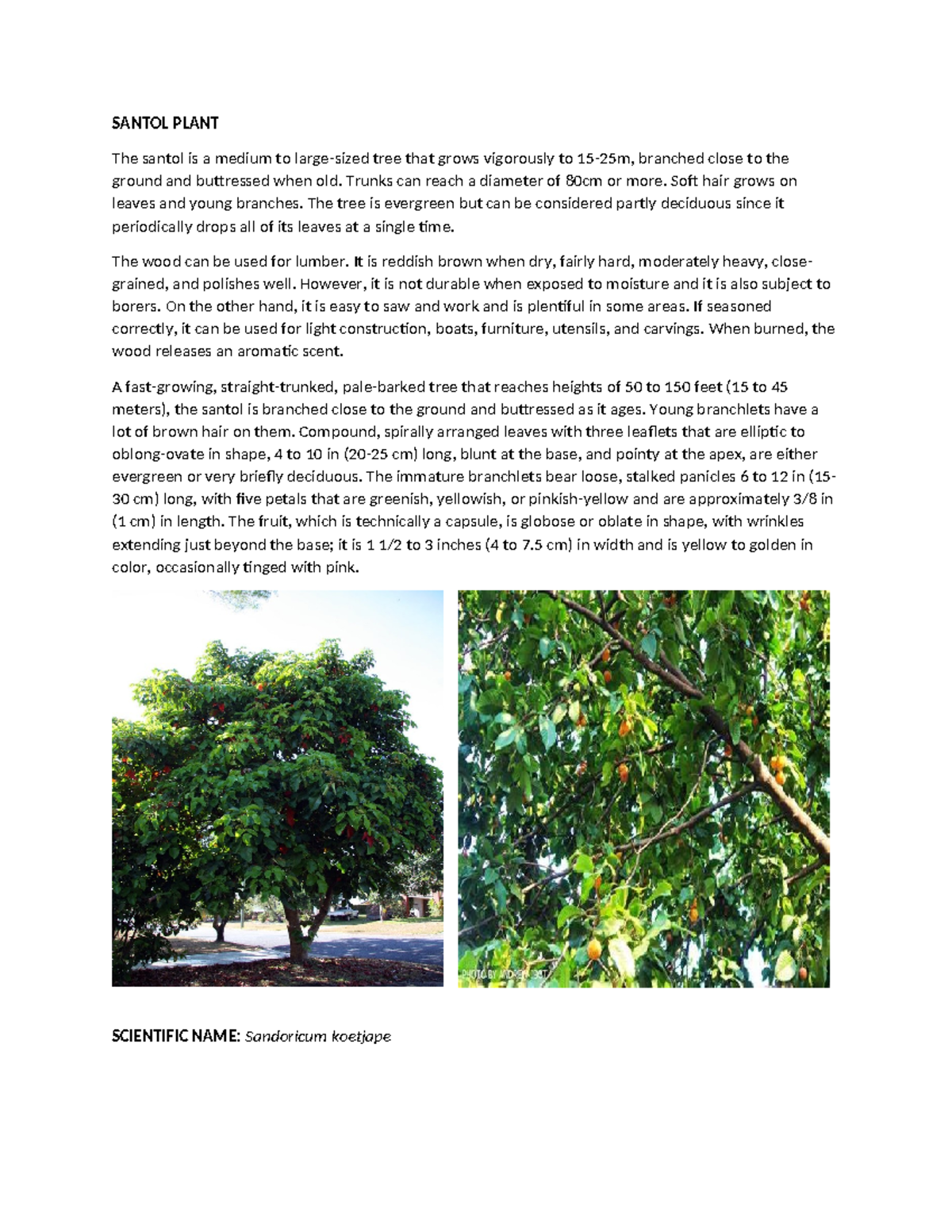 Santol tree - good condition - SANTOL PLANT The santol is a medium to ...