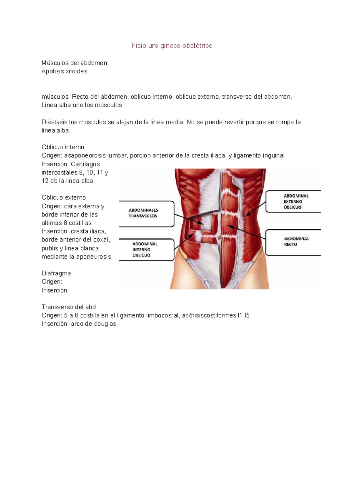 Fisio uro ginecoobstetrico - Fisio uro gineco obstétrico Músculos del abdomen. Apófisis xifoides ...