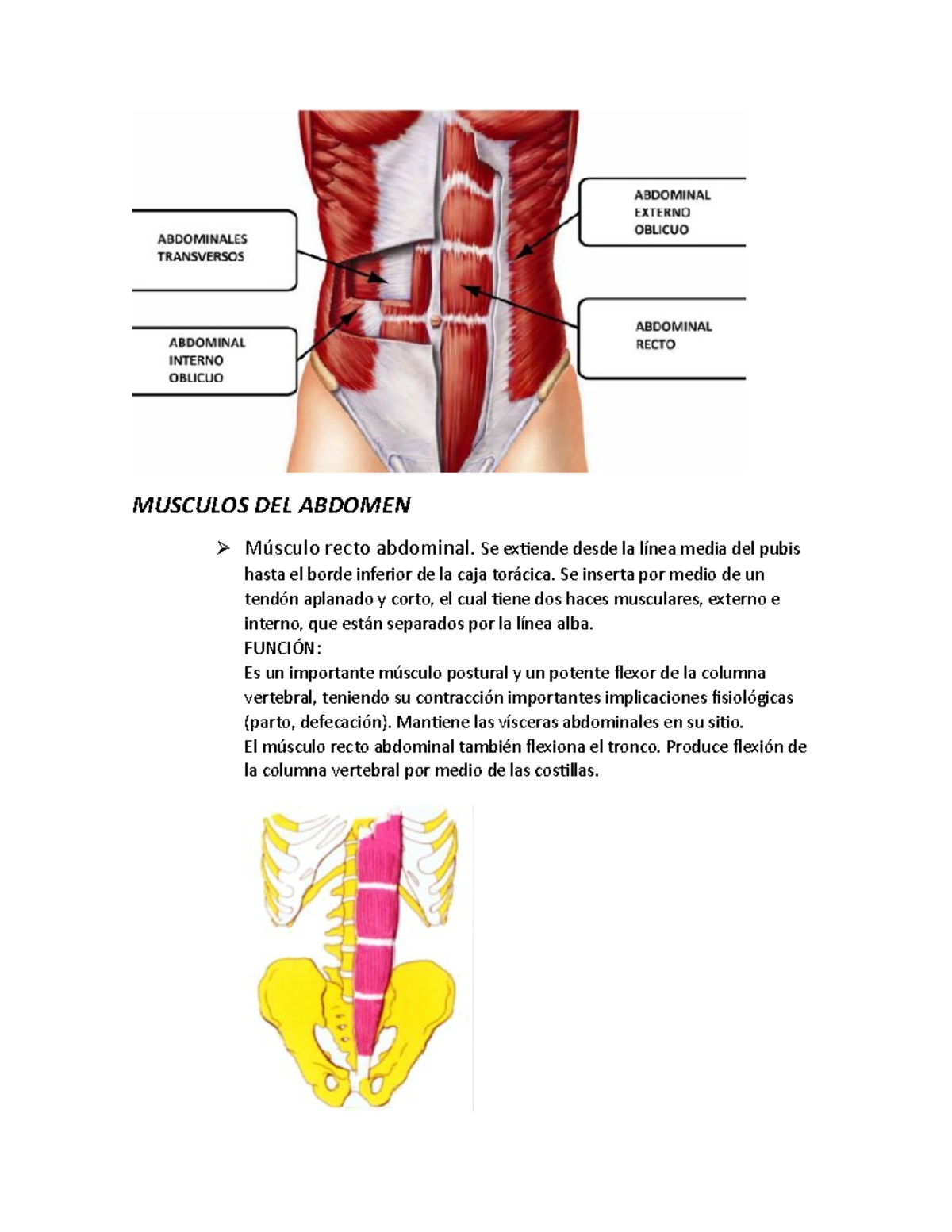 Musculos DEL Abdomen - MUSCULOS DEL ABDOMEN Músculo recto abdominal. Se ...