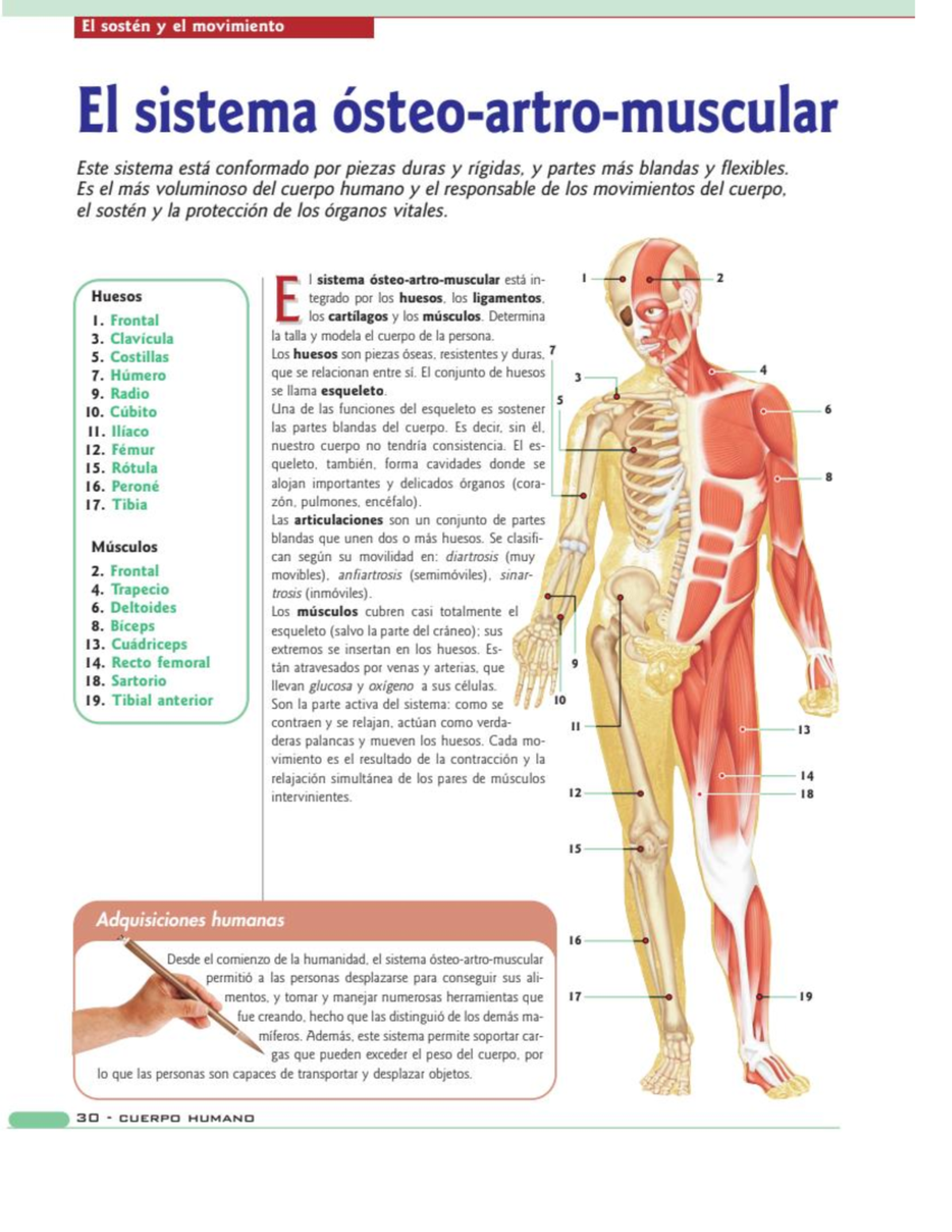 Muscular y óseo - ... - Anatomía - P·gina / - Studocu