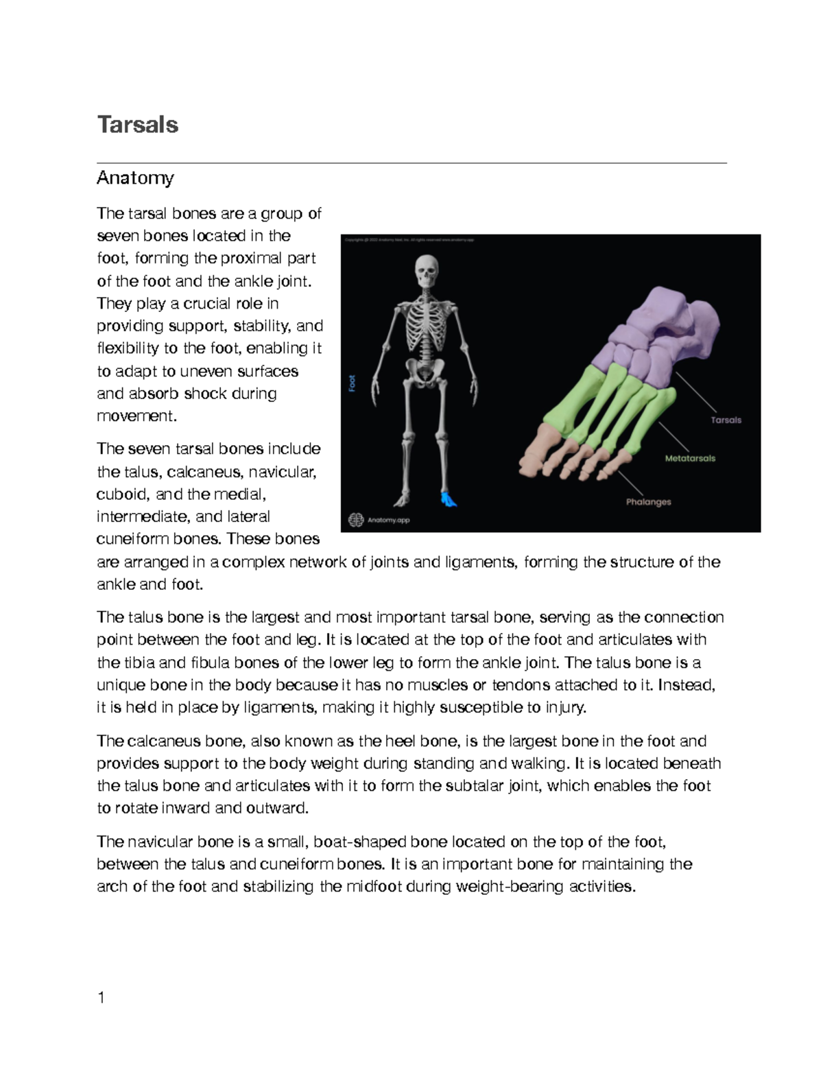 Tarsals Notes - Tarsals Anatomy The tarsal bones are a group of seven ...
