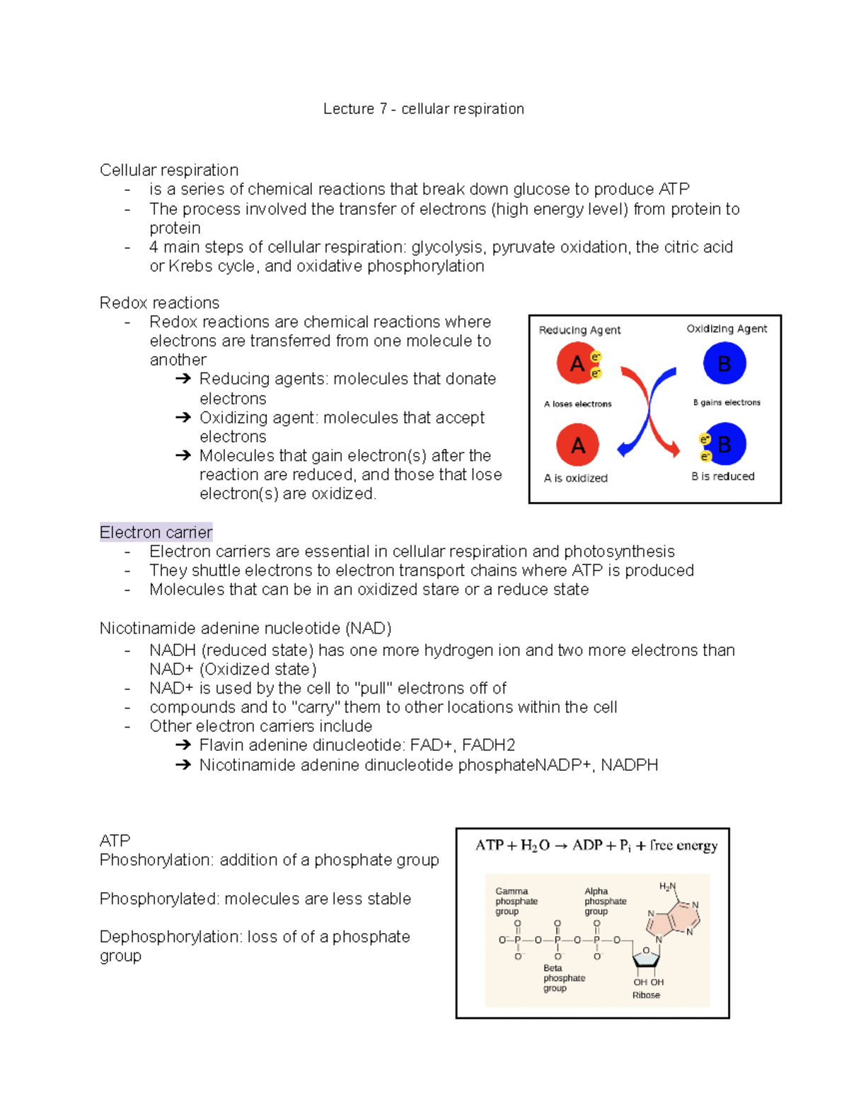 Bio lecture 7 - chapter 7 - Lecture 7 - cellular respiration Cellular ...