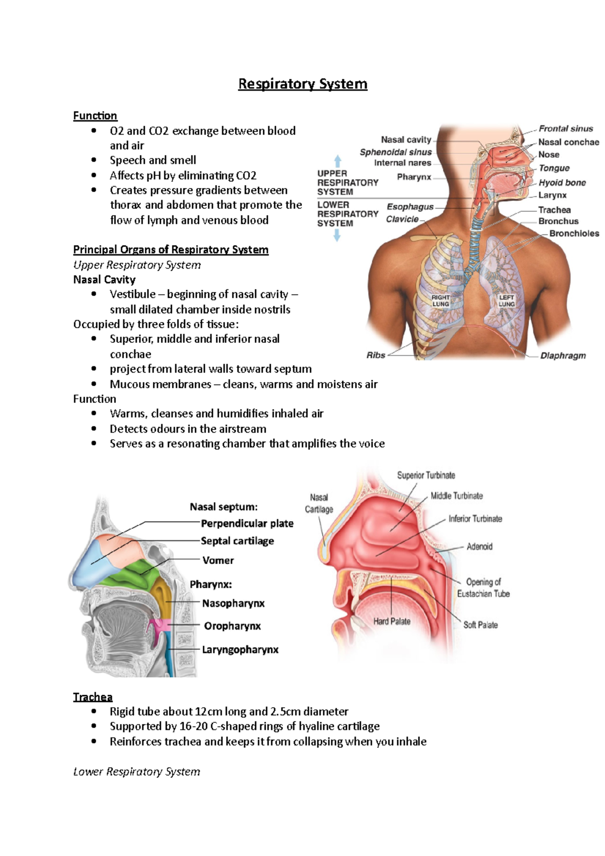 Respiratory System Lecture Notes for 2018/2019 - Respiratory System ...