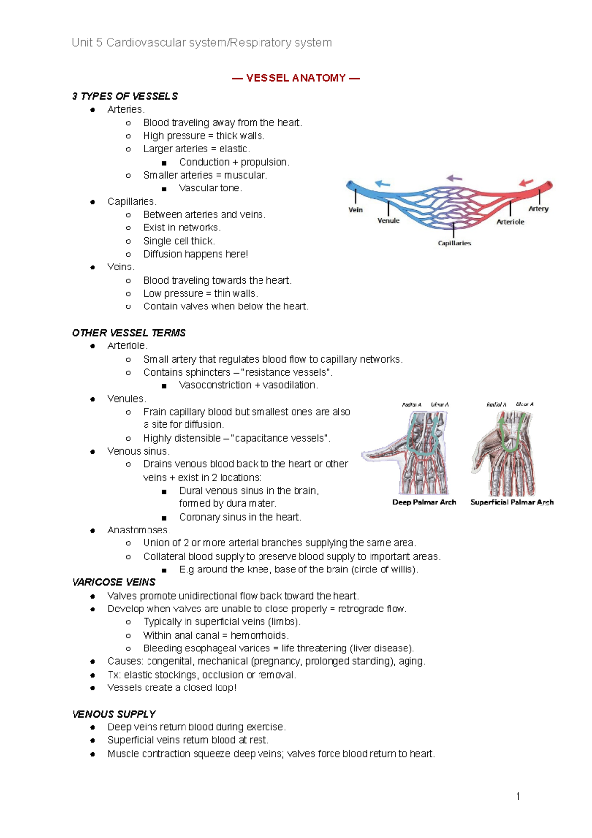 Unit 5 Cardiovascular system Respiratory system - — VESSEL ANATOMY — 3 ...