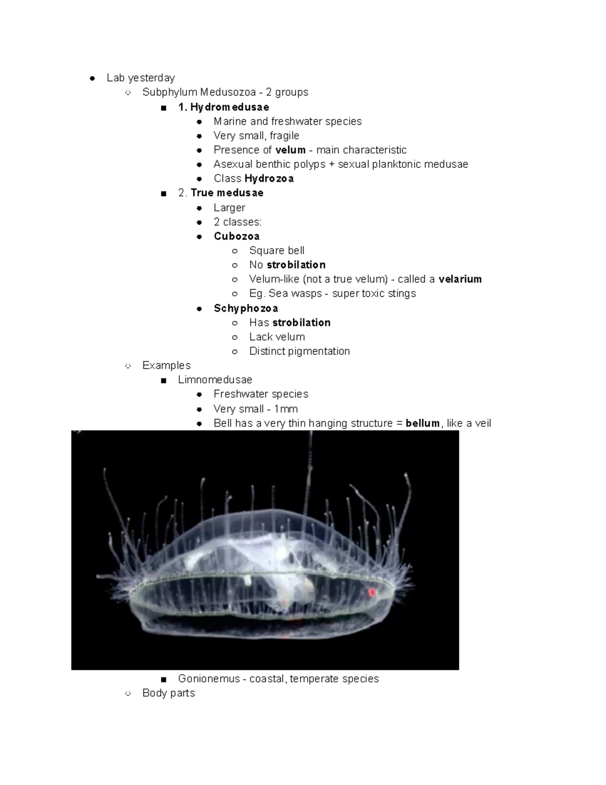 3 3 Lecture Cnidaria finished - Lab yesterday Subphylum Medusozoa - 2 ...