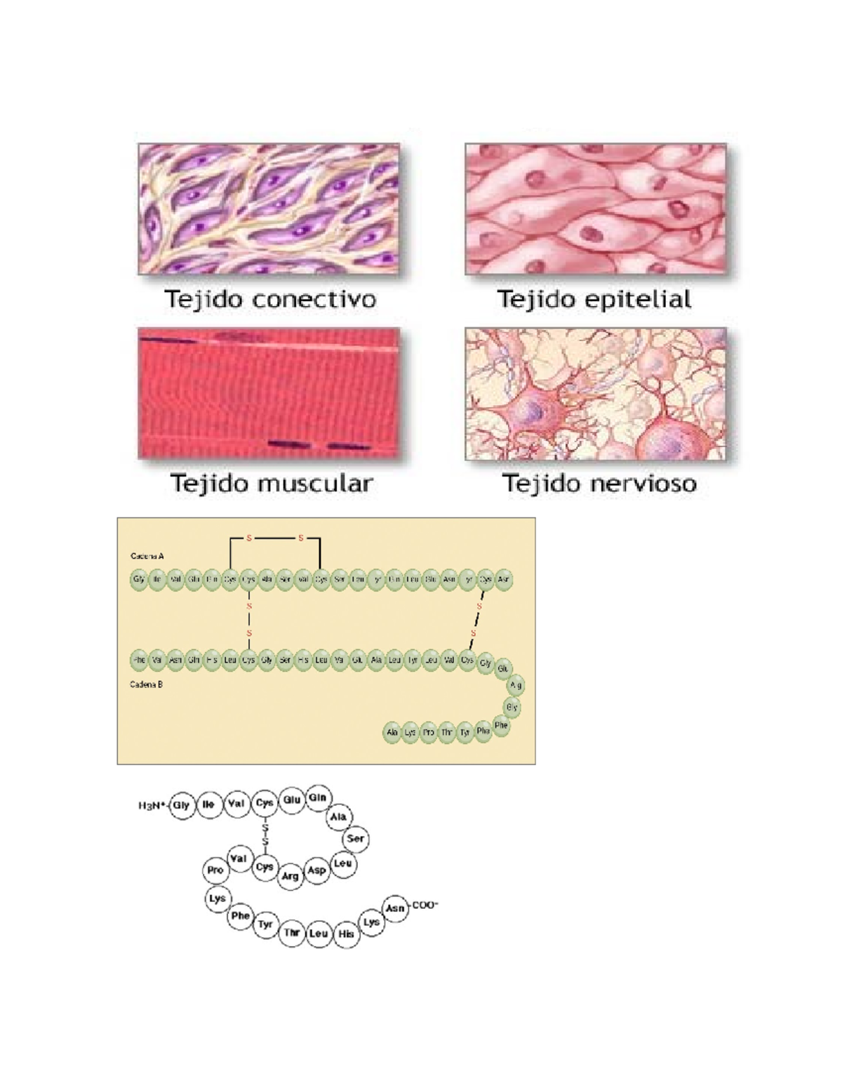 Tipos de Tejidos - Tejido conectivo Tejido epitelial Tejido muscular ...