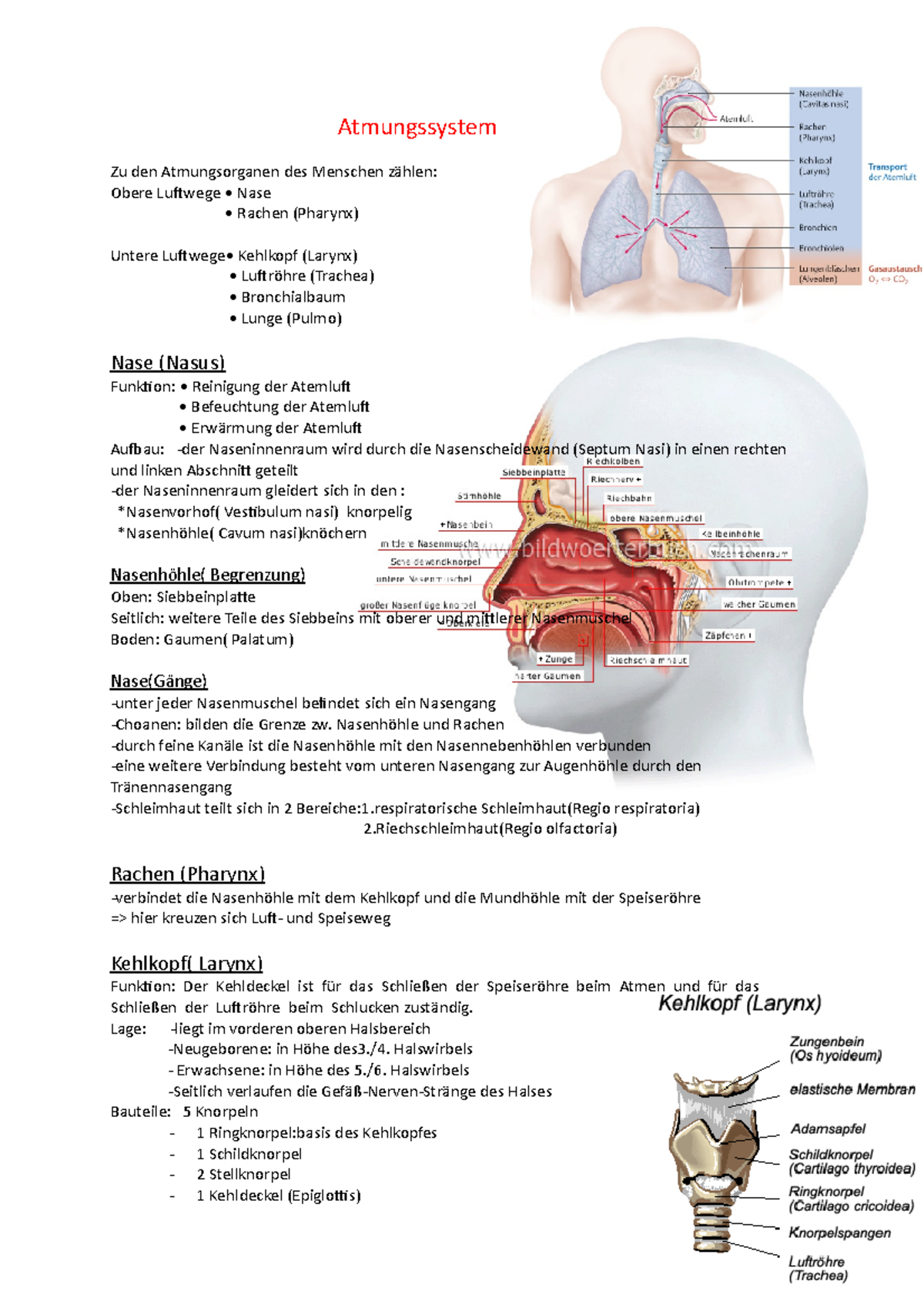 Atmungssystem - Atmungssystem Zu den Atmungsorganen des Menschen zählen ...