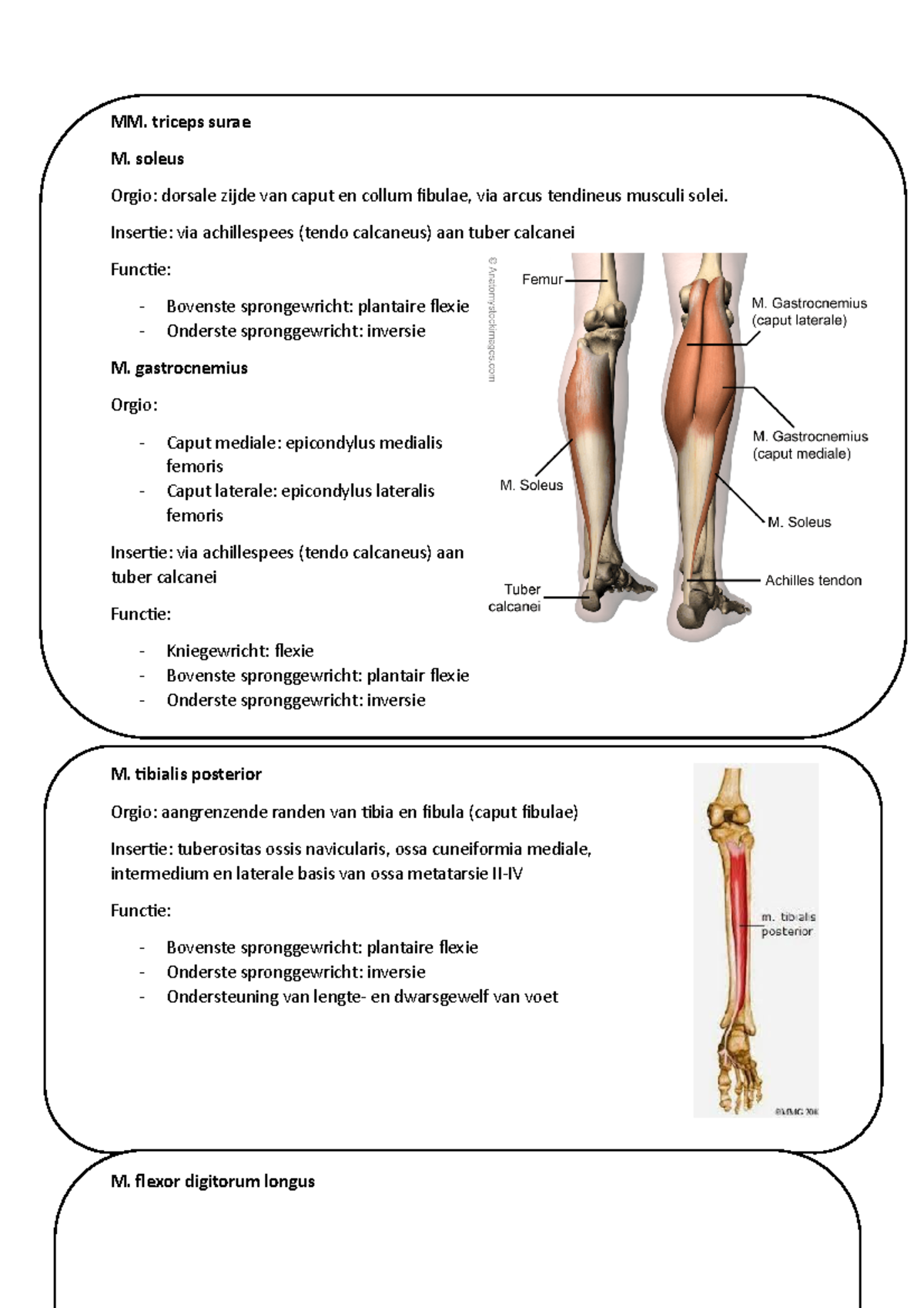 Anatomie spieren VH10 - MM. triceps surae M. soleus Orgio: dorsale ...
