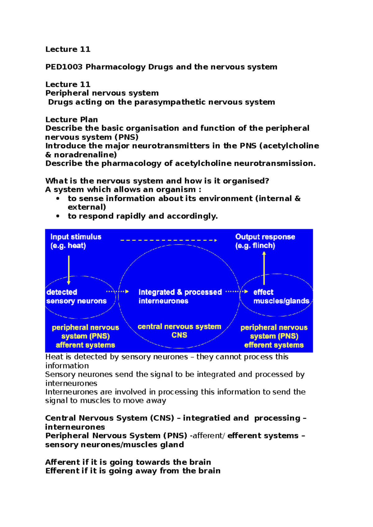 Lecture 11 - Peripheral nervous system - Lecture 11 PED1003 ...