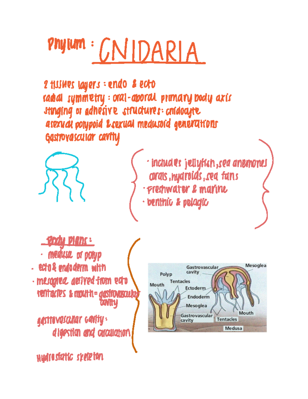 Cnidaria Lecture - BIOS-3590 - Studocu
