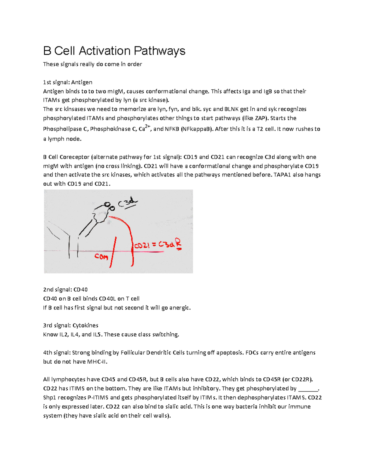 B Cell Activation Pathways Notes - B Cell Activation Pathways These ...