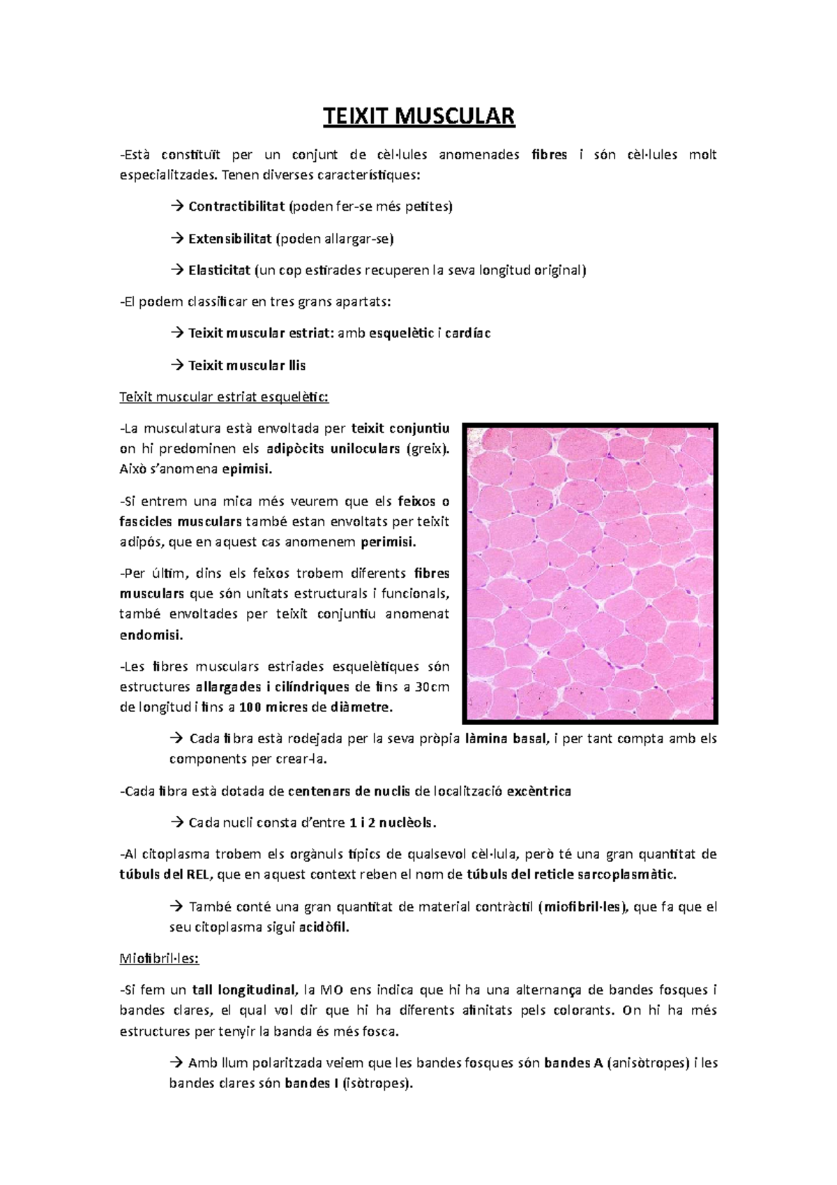 Histologia animal T.8 (Teixit muscular) - TEIXIT MUSCULAR -Està ...