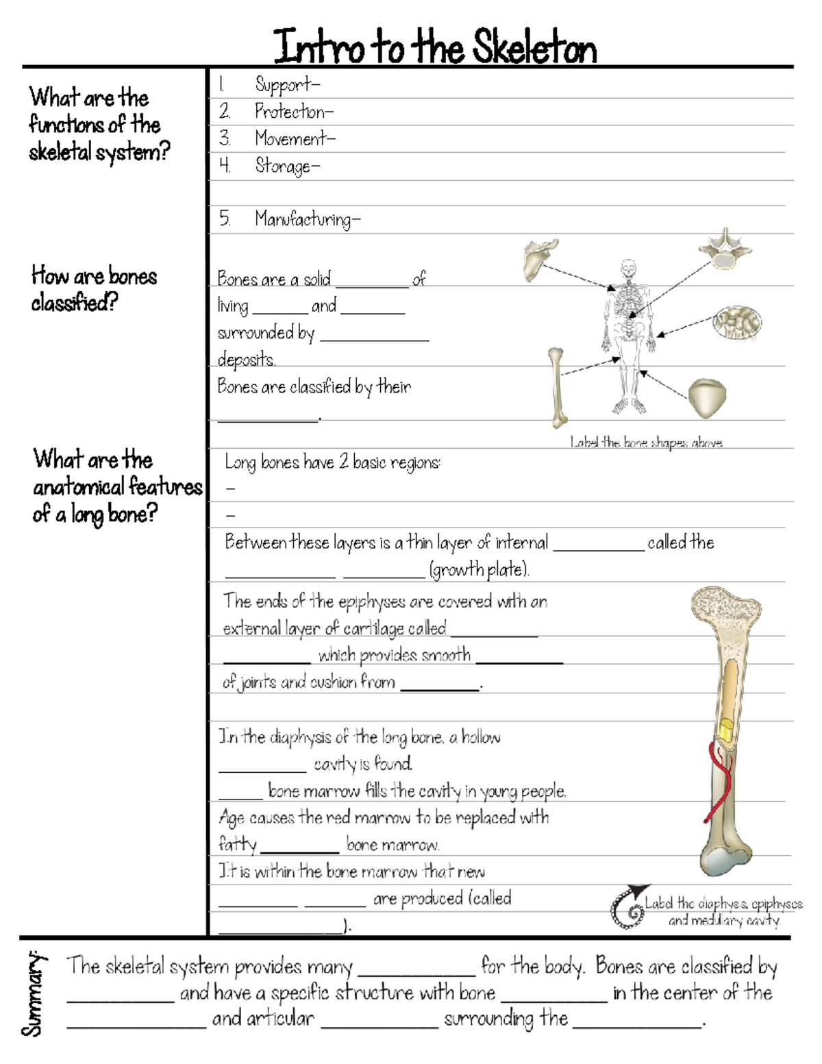 Cornell Notes- Quick Print - Intro to the Skeleton u m m a r y: What ...