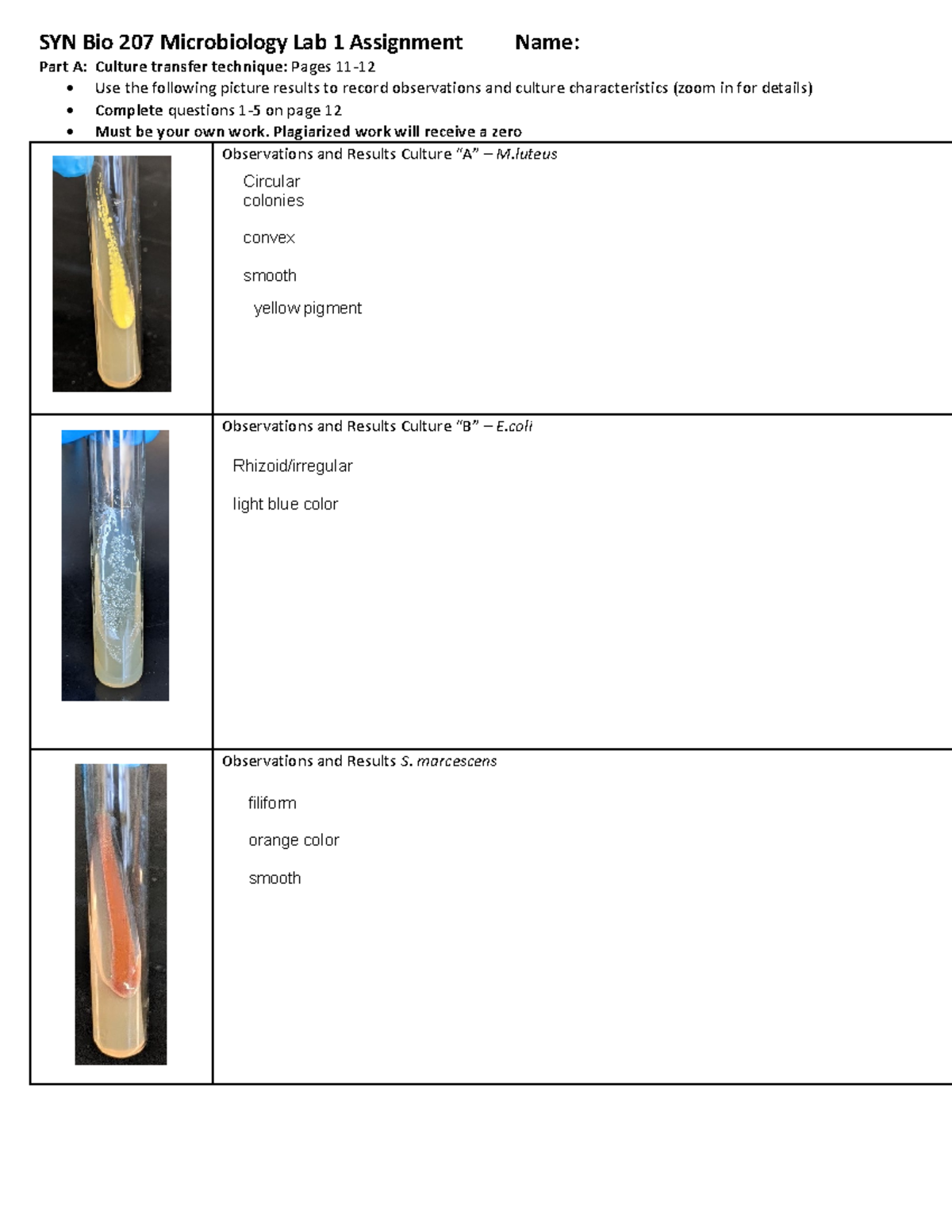 SYN Bio207 Micro Bio Lab 1 Assignment 1 - SYN Bio 207 Microbiology Lab ...