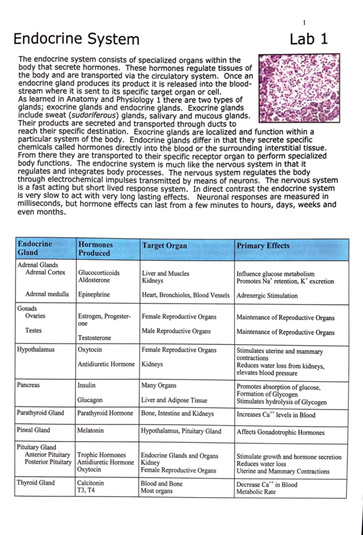 Endocrine - Page notes - Endocrine System Lab 1 The endocrine system ...