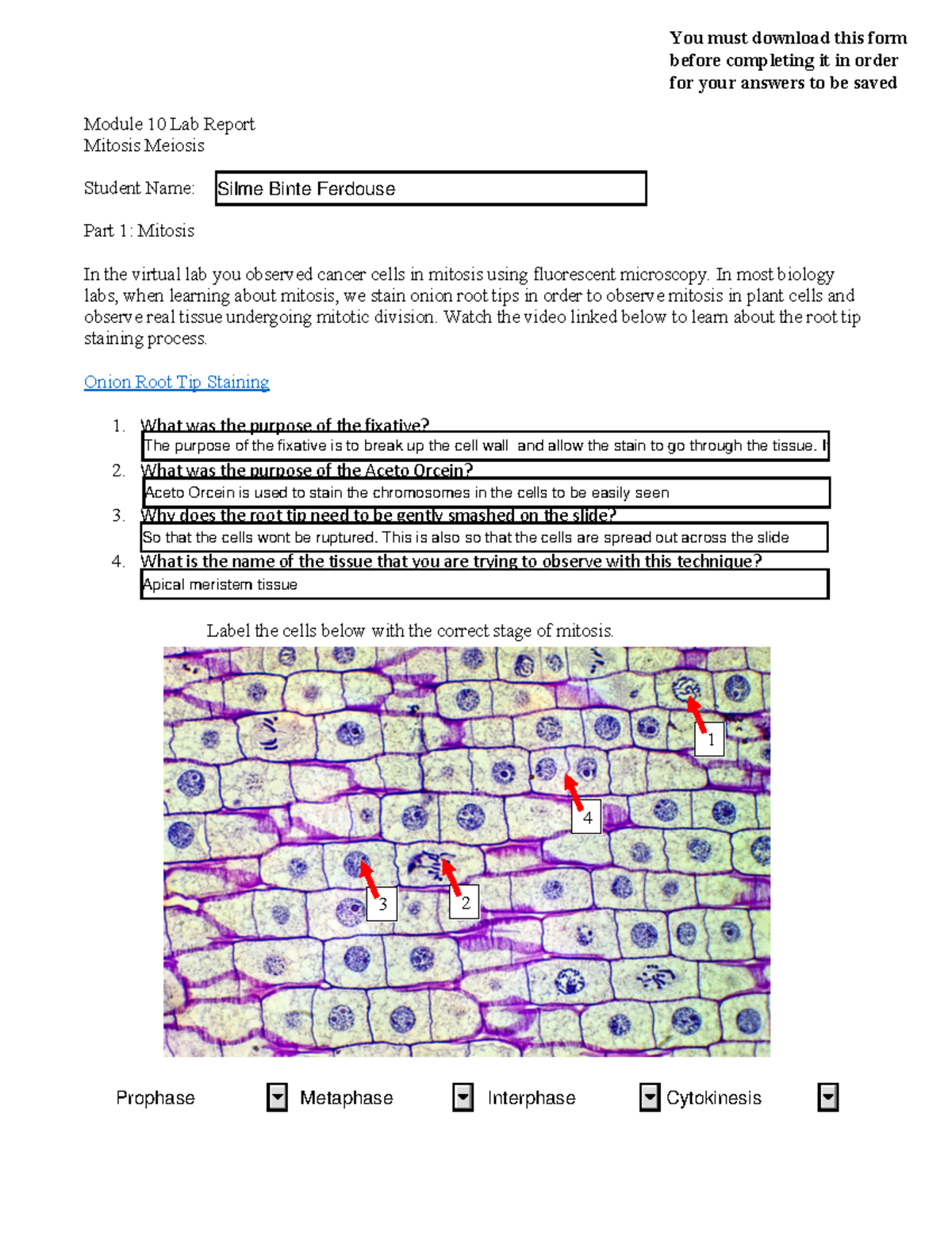 Module 9 Lab Report - answers - Module 10 Lab Report Mitosis Meiosis ...
