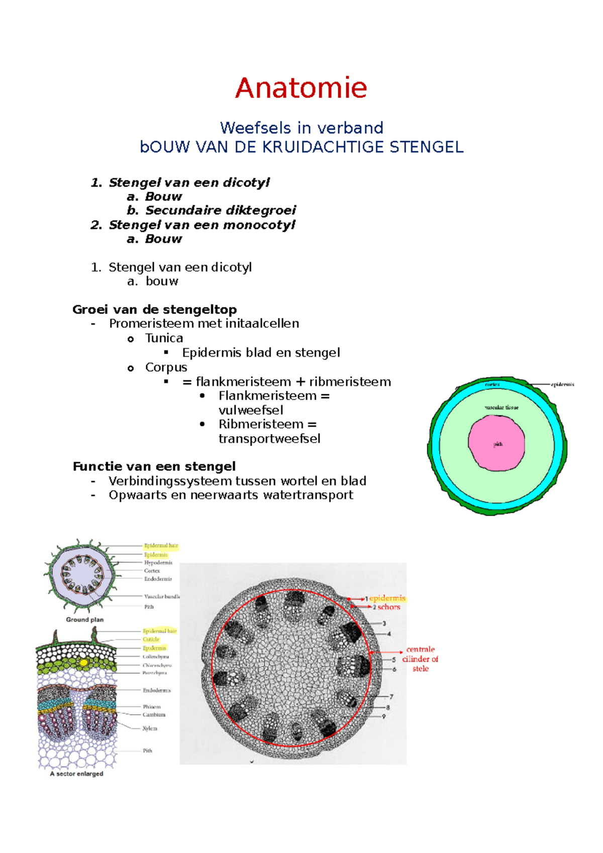 Les 13 - les 13 - Anatomie Weefsels in verband bOUW VAN DE KRUIDACHTIGE ...