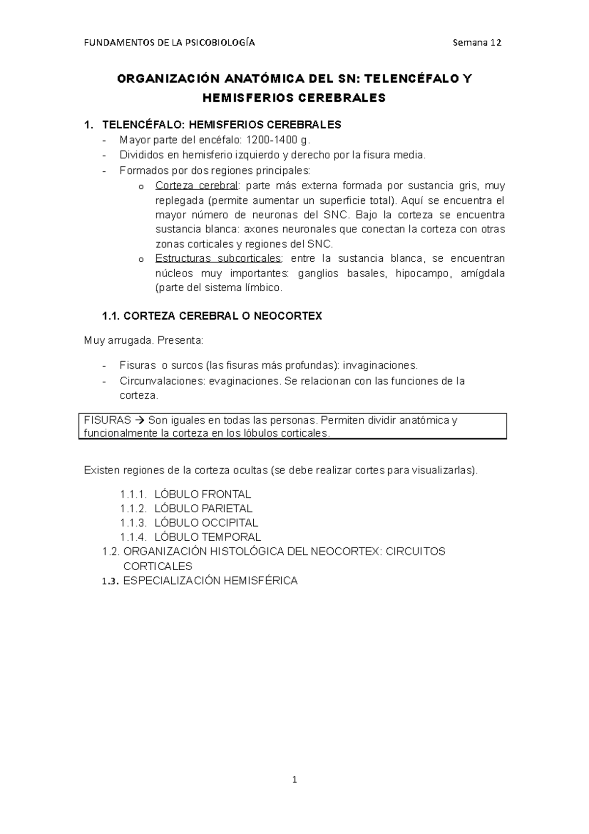 12 Organización Anatómica Del Sn Telencéfalo Y Hemisferios Cerebrales