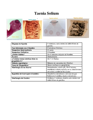 Giardia map - Giardia Intestinales Fase trofoizoito. fase invasiva ...