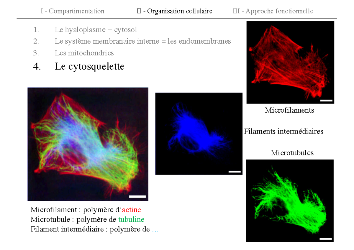 Chap 2-II-4 Cytosquelette - 1. Le hyaloplasme = cytosol 2. Le système ...