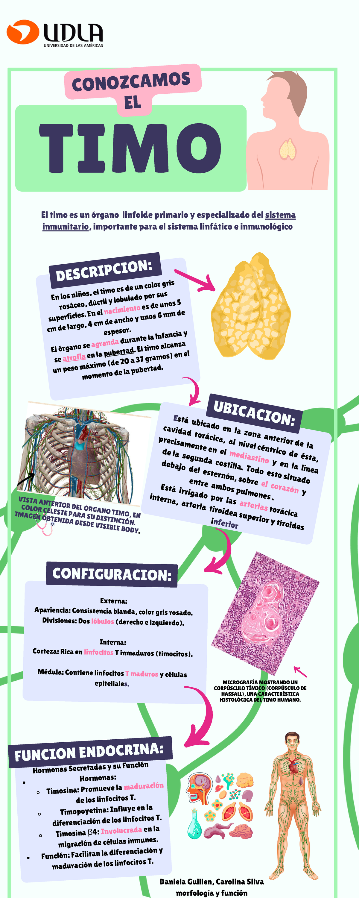 el timo infografia MORFOLOGIA kine - Hormonas Secretadas y su Función ...