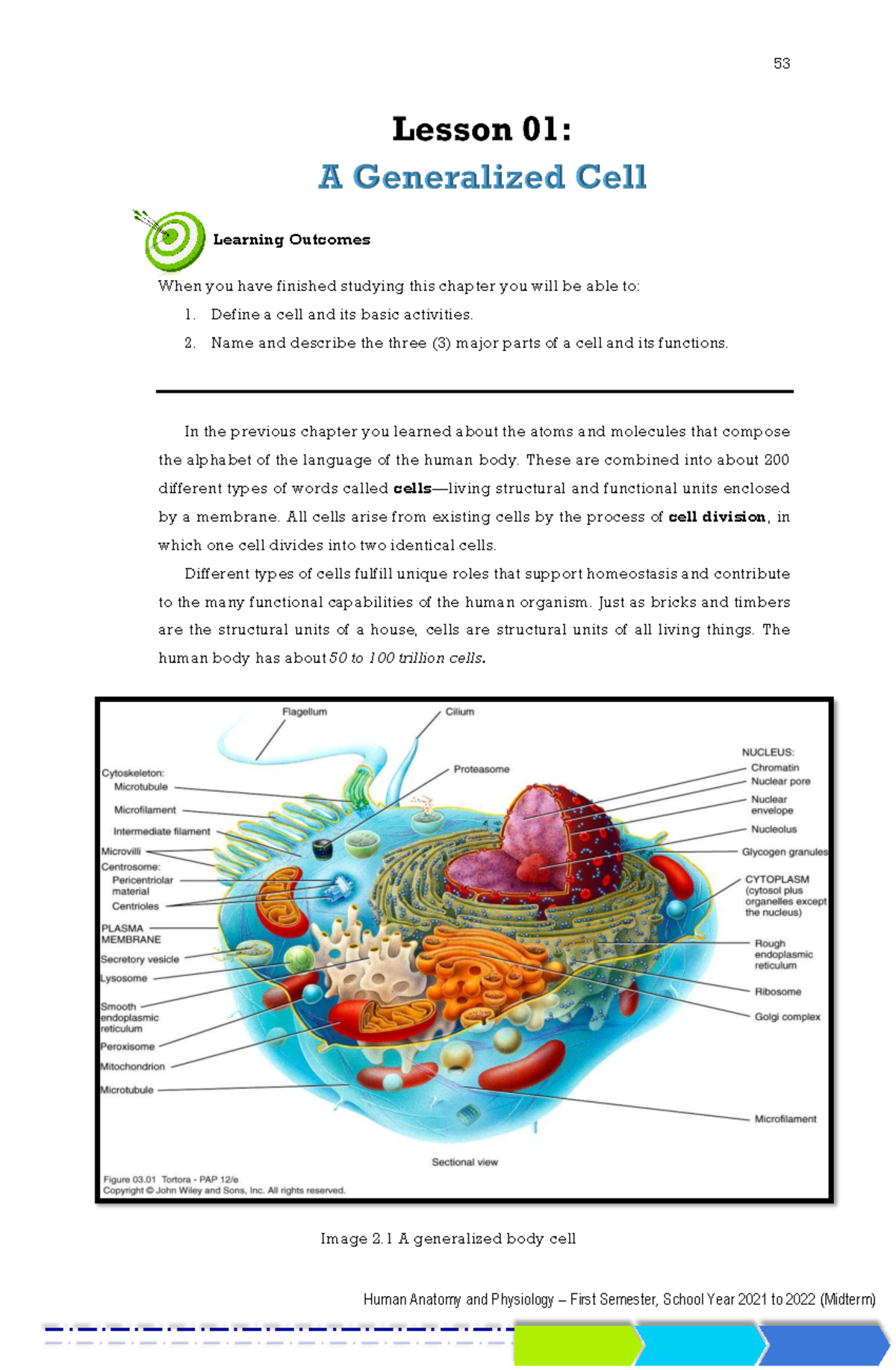 Cellular Level Module Lesson 1 - 53 Human Anatomy and Physiology ...