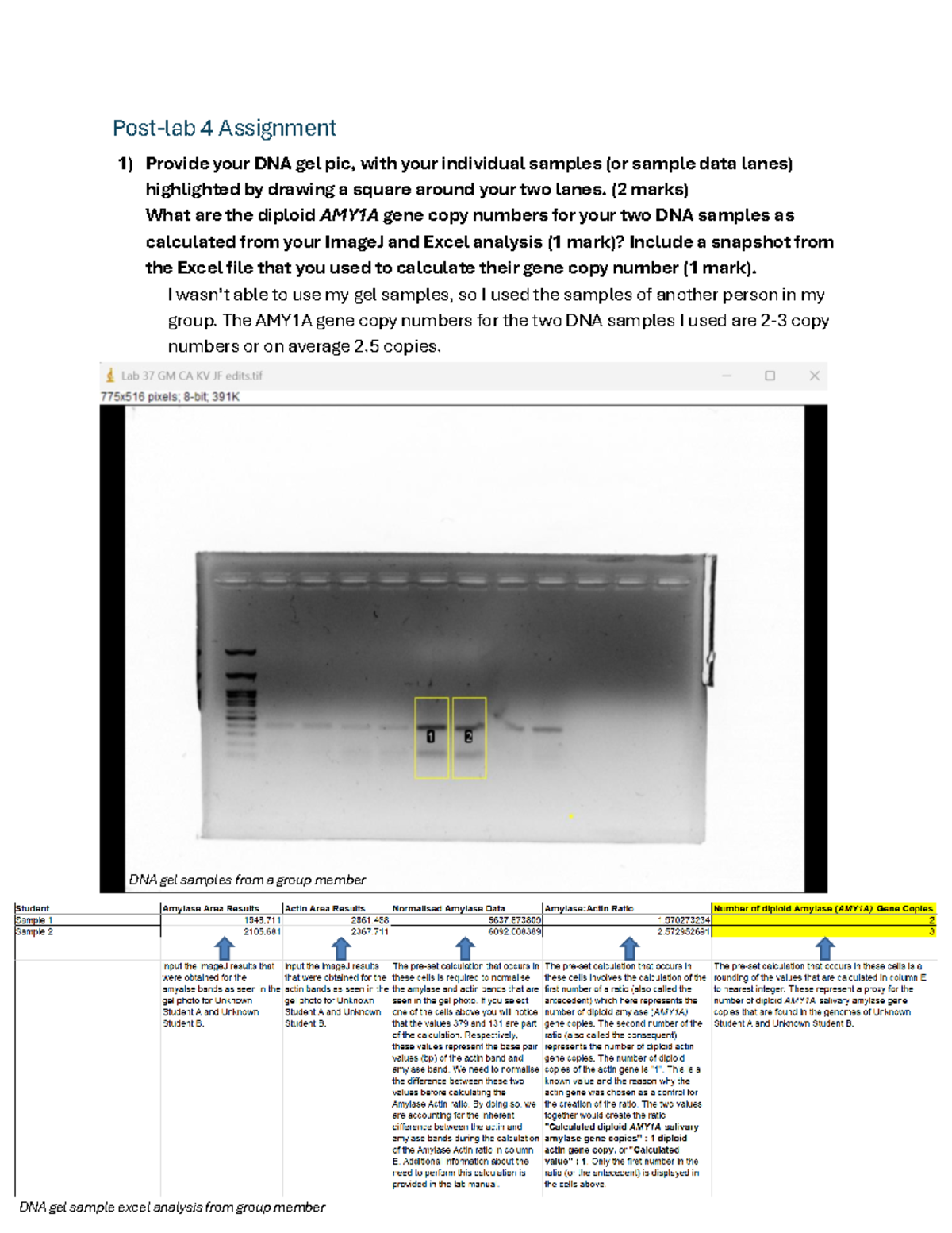 Post Lab Assignment 4 - Post-lab 4 Assignment 1) Provide your DNA gel pic, with your individual ...
