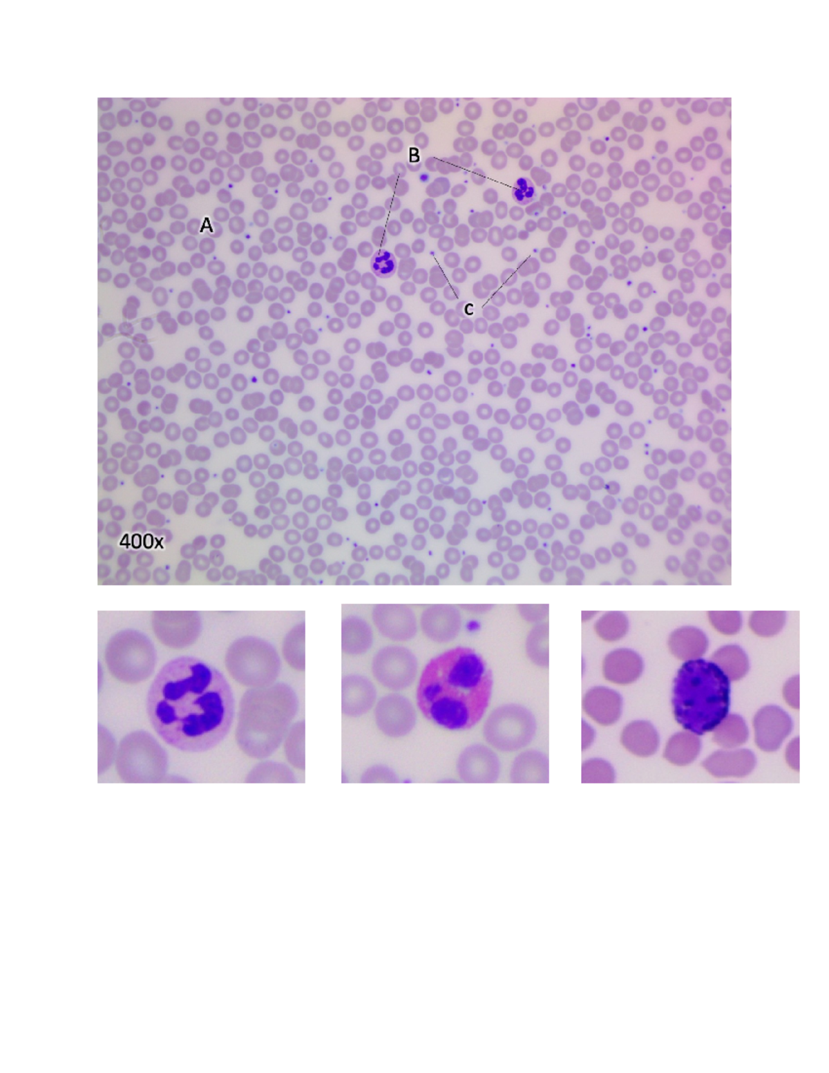 Blood Histology Unlabeled - BI 210 - B C 400x Body - Studocu