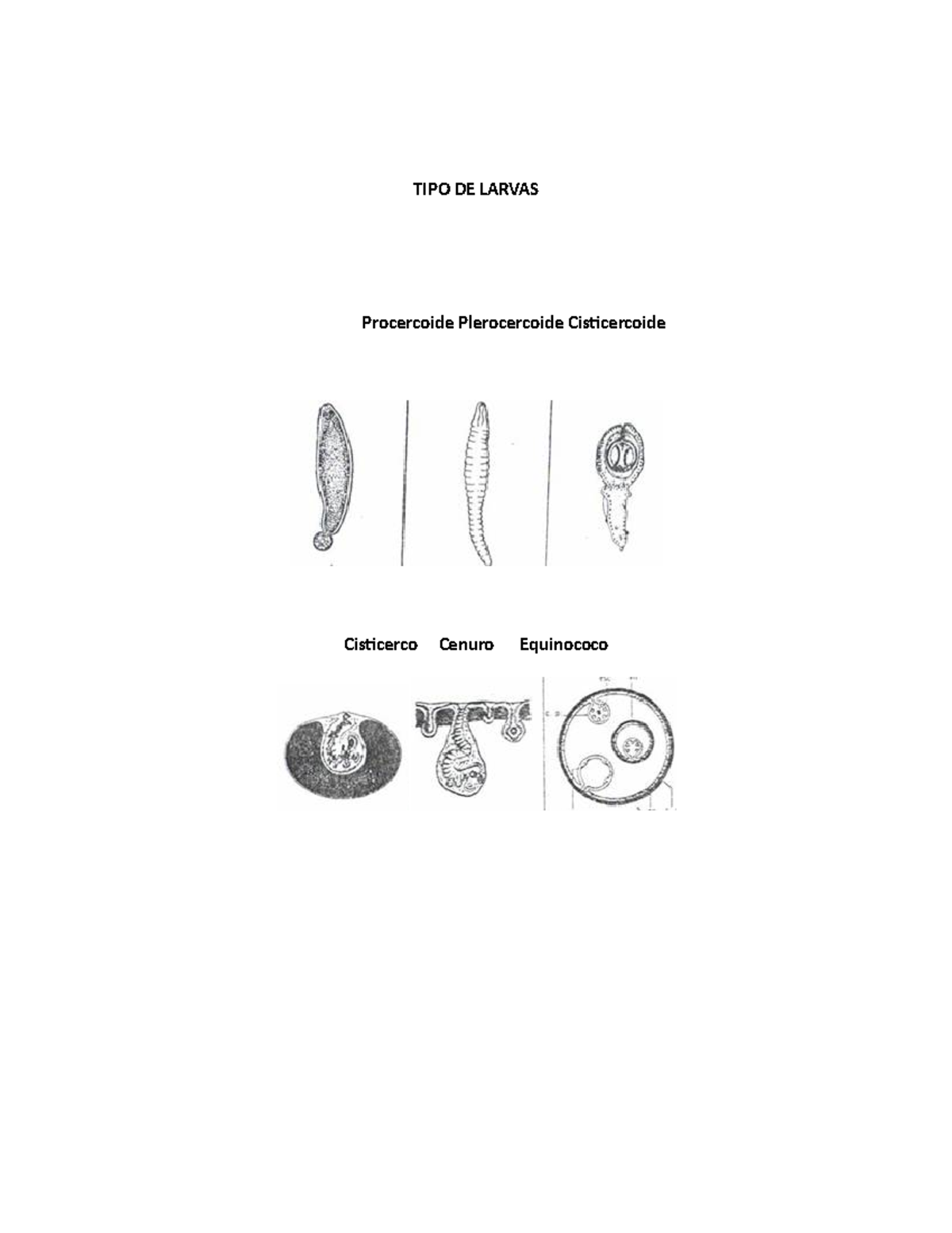 TIPO DE Larvas parasito - TIPO DE LARVAS Procercoide Plerocercoide ...