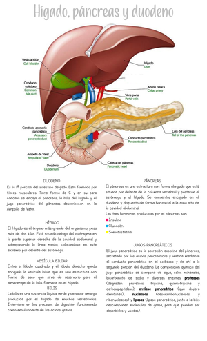 Yeyuno - Descripcion anatómica - El quimo procedente del estómago, al ...