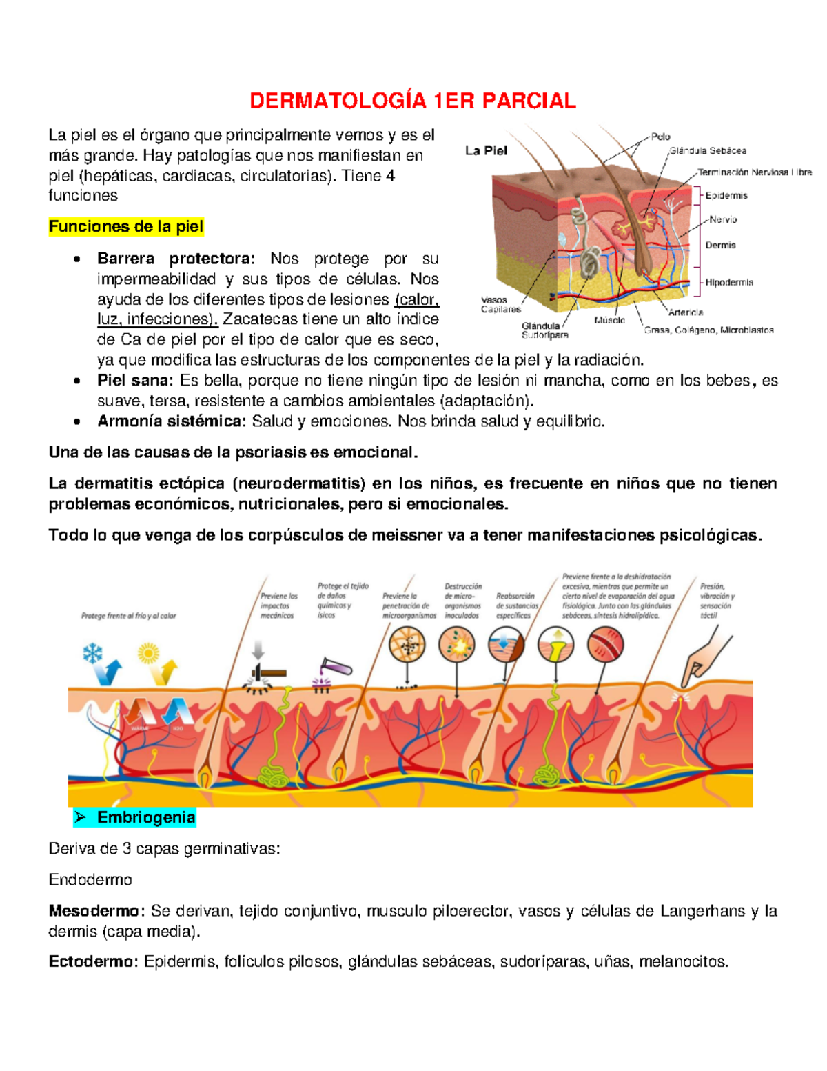 Dermatología 1ER Parcial - DERMATOLOGÍA 1ER PARCIAL La piel es el ...