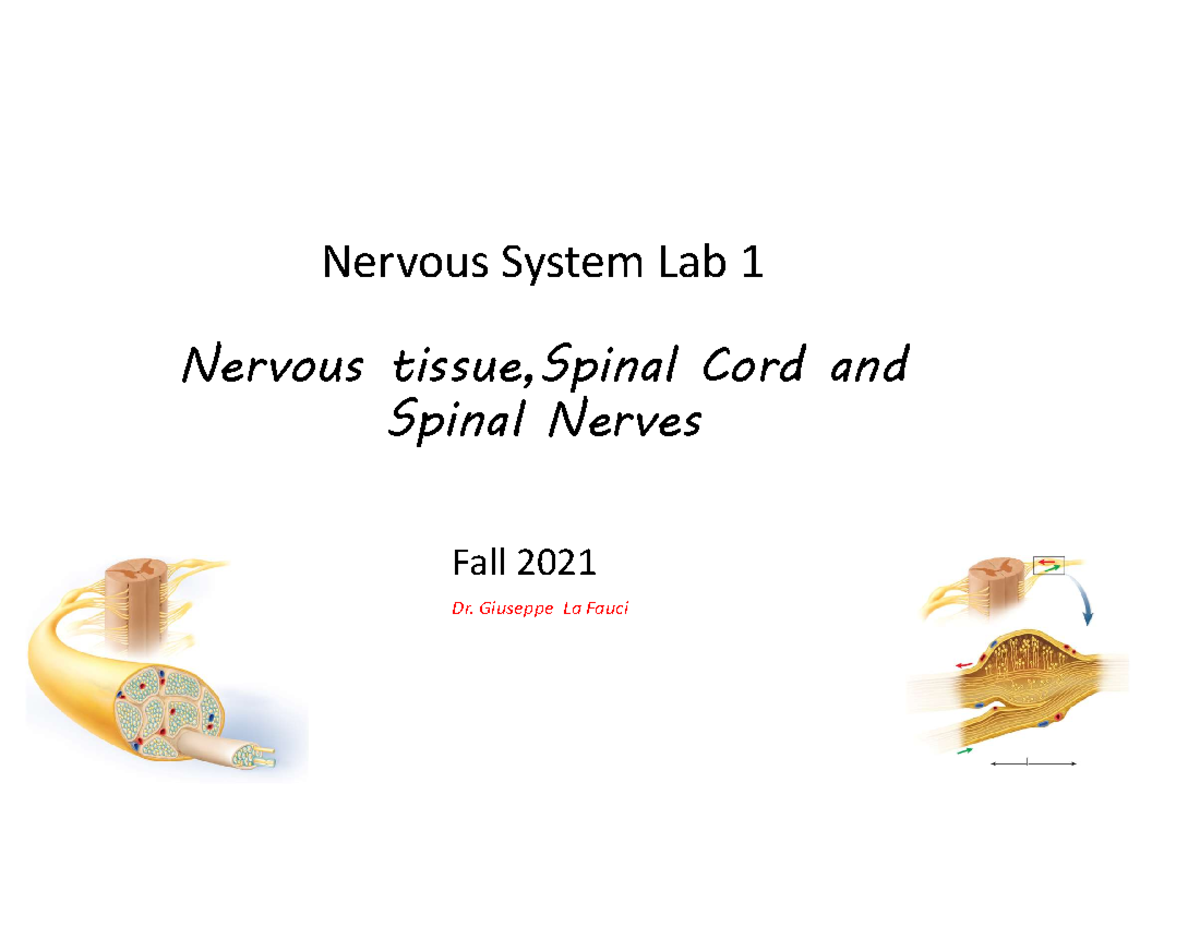 Nervous System Lab slides - Nervous System Lab 1 Nervous tissue,Spinal ...