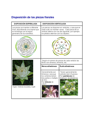 HOJA - ESQUEMAS - HOJAS EN PTERIDOFITAS TIPOS DE HOJAS MICRÓFILOS ...