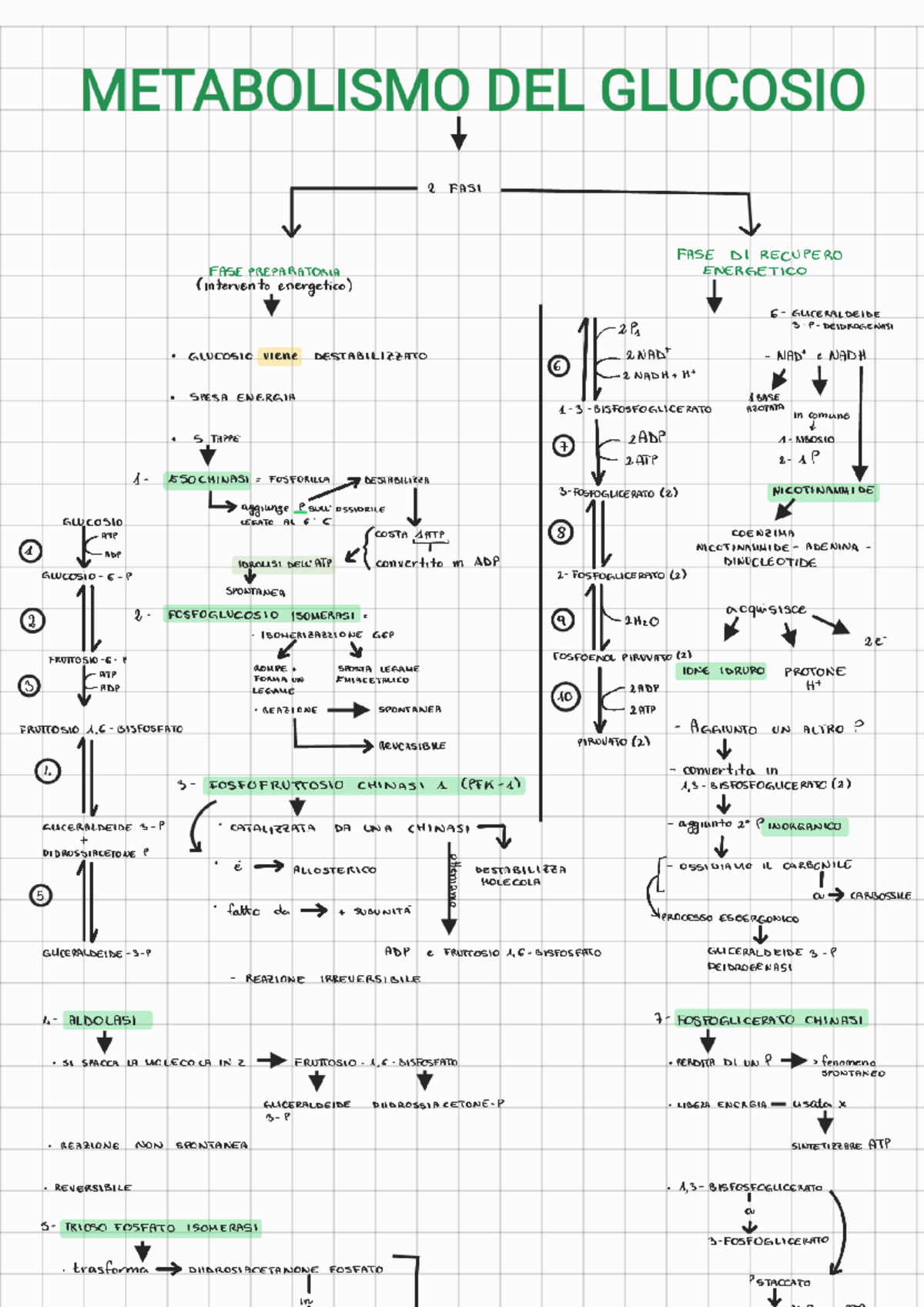 Mappa Metabolismo DEL Glucosio - Scienze biologiche - Studocu