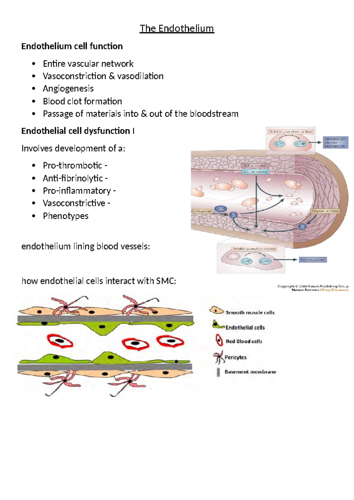 The Endothellium - The Endothelium Endothelium cell function Entire vascular network - Studocu