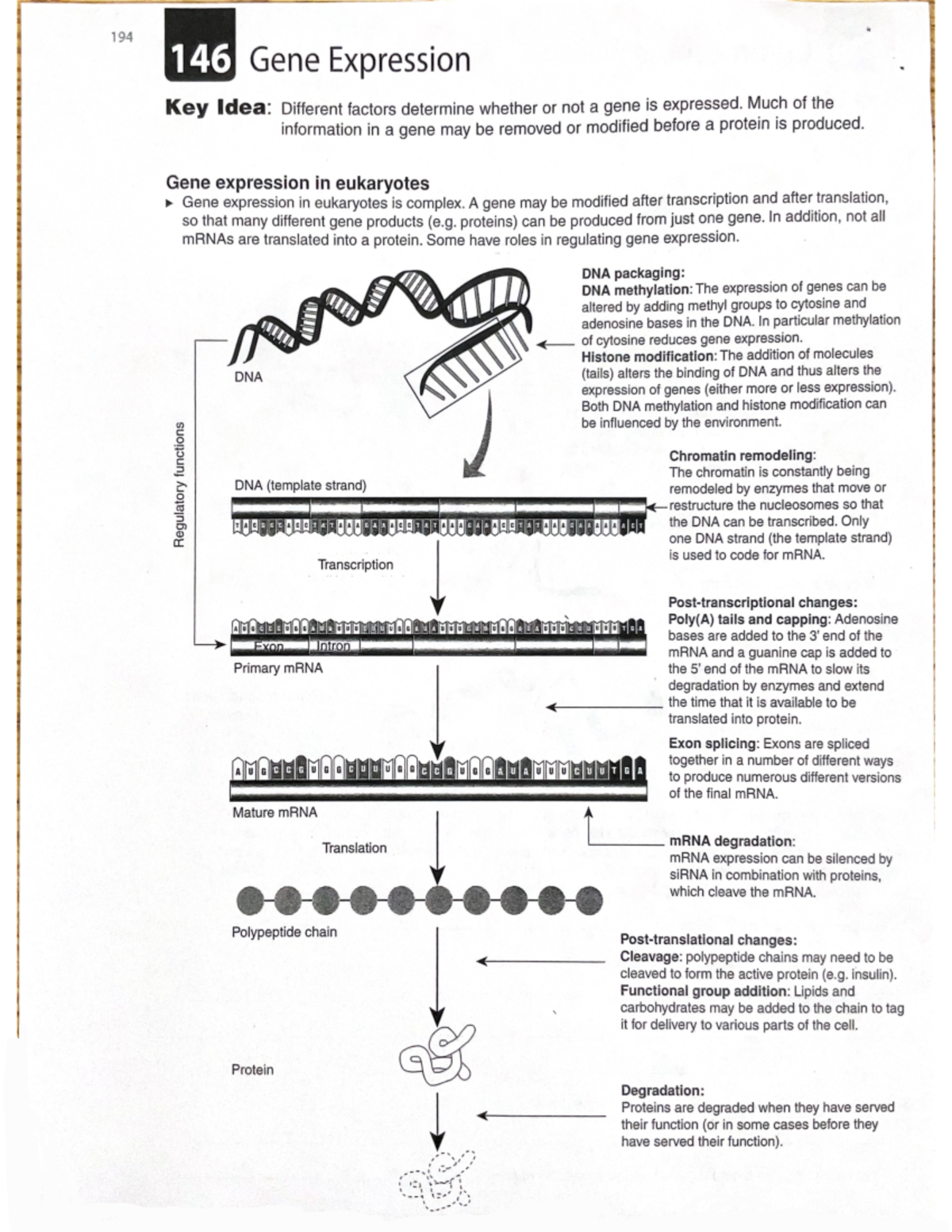 Genes - 194 146 Gene Expression Key Idea: Diferent factors determine ...