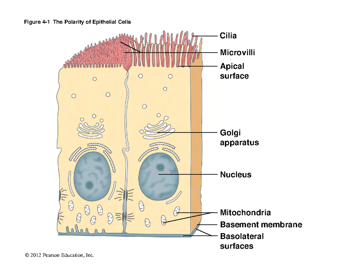 Histology - Images for skin, nerves, etc for studying - Figure 4-1 The ...