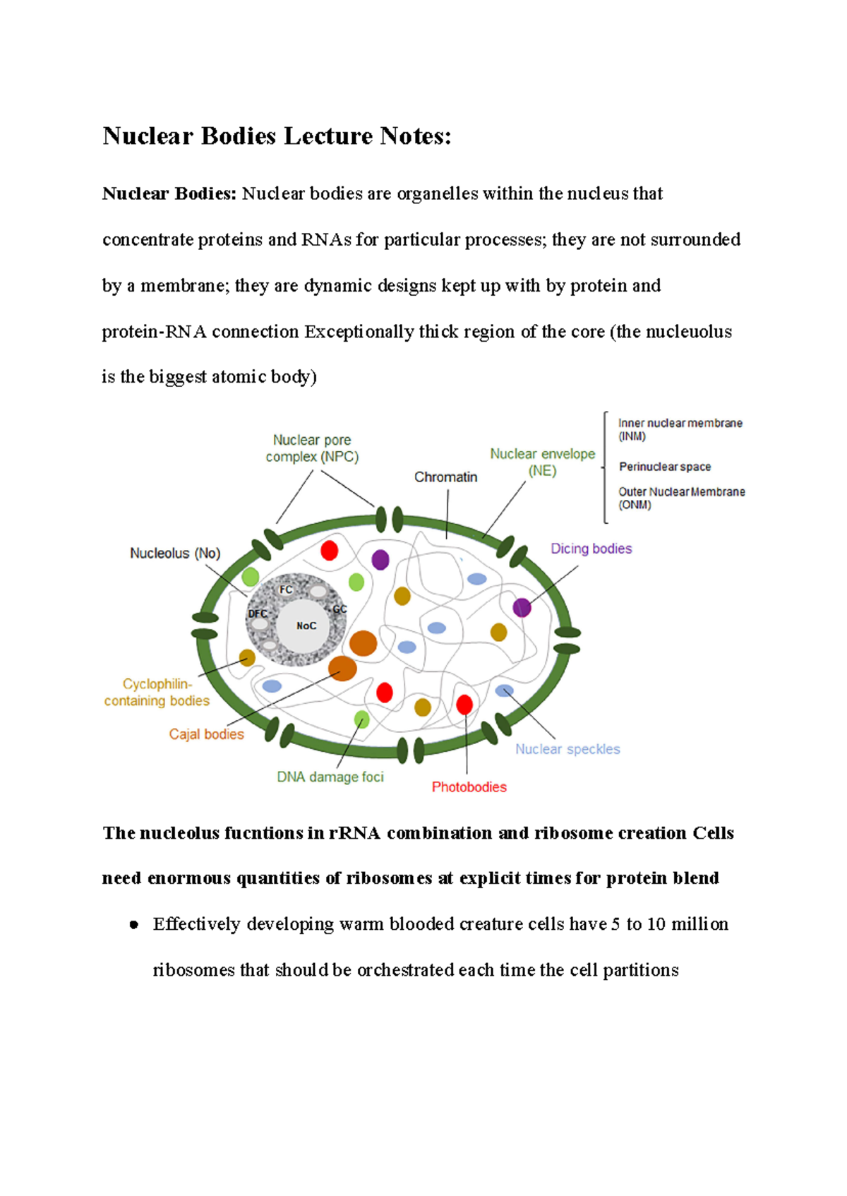Nuclear Bodies Lect Notes - Nuclear Bodies Lecture Notes: Nuclear ...