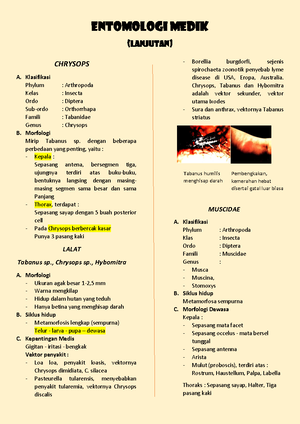 P5 Gastrodiscus Hominis - Gastrodiscoidiasis adalah infeksi yang ...