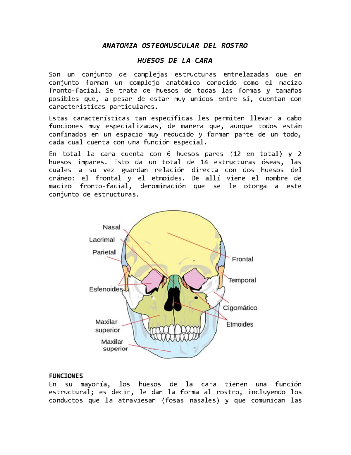 Anatomia Osteomuscular DE LA CARA - ANATOMIA OSTEOMUSCULAR DEL ROSTRO ...
