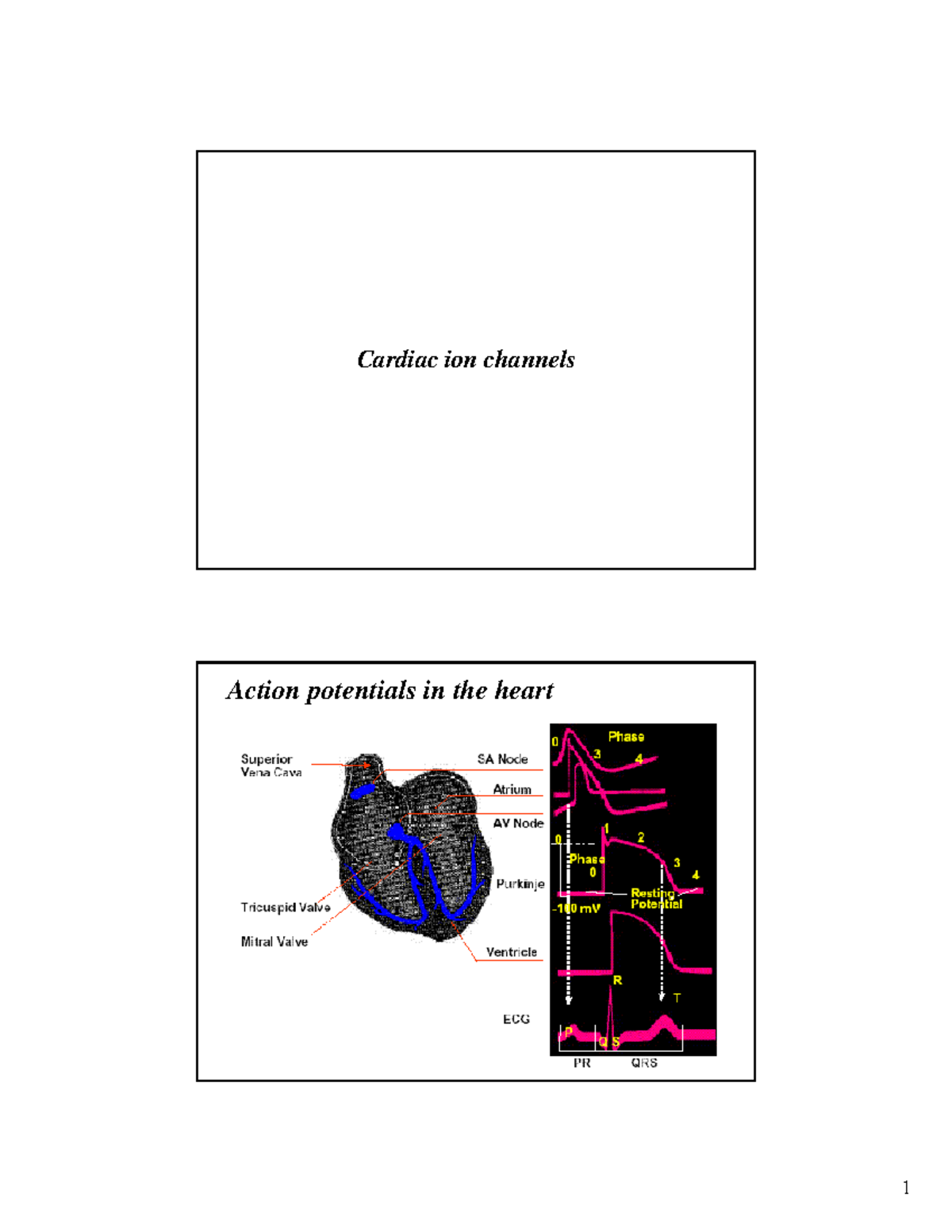 Cardiac Ion channels - notes - Cardiac ion channels Action potentials ...