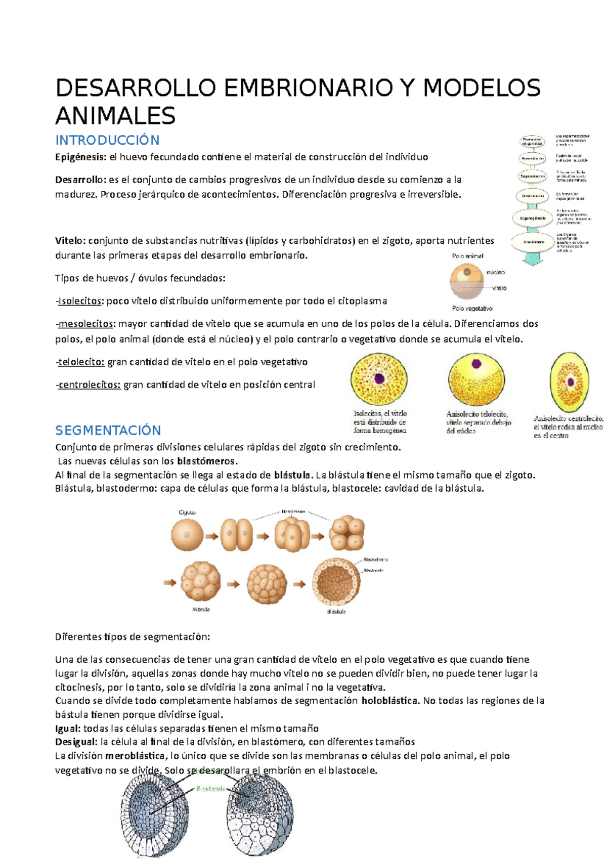 Tema 21. Desarrollo embrionario y modelos animales - DESARROLLO EMBRIONARIO Y MODELOS ANIMALES ...