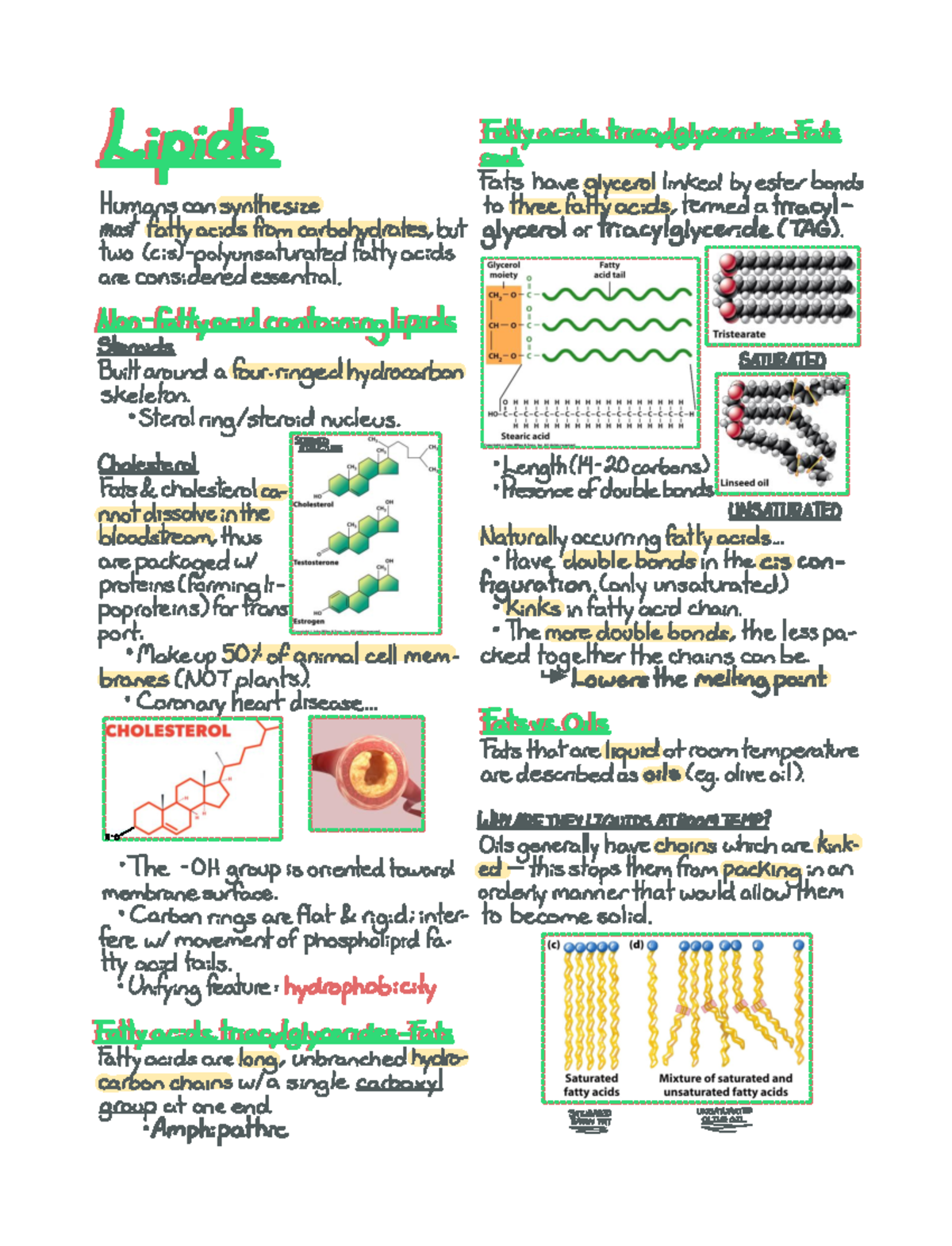 Lipid and Carbohydrate structure (Kreb's cycle ...