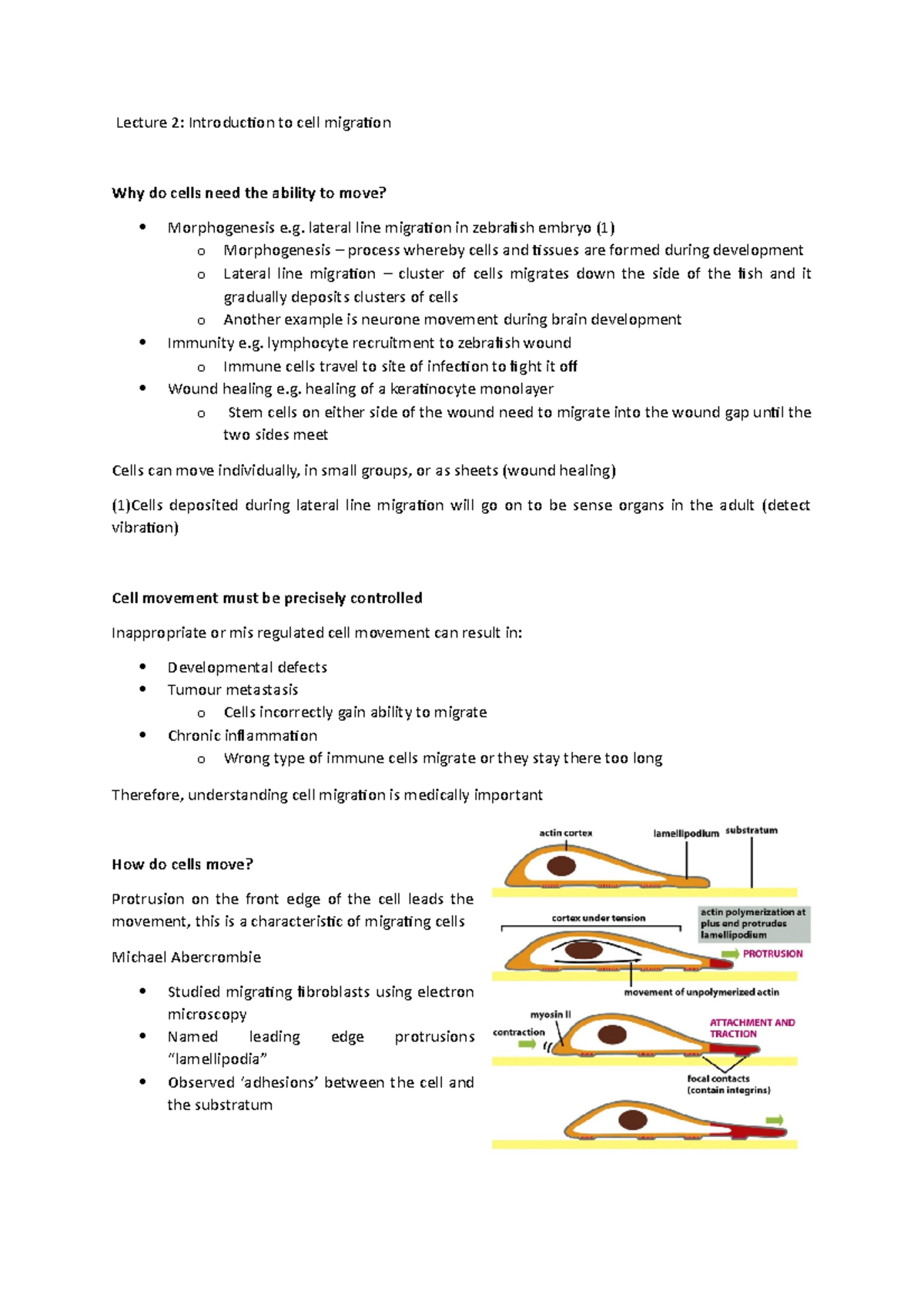 Dynamic Cell Lecture 2 Lecture 2 Introduction To Cell Migration Why Do Cells Need The Ability