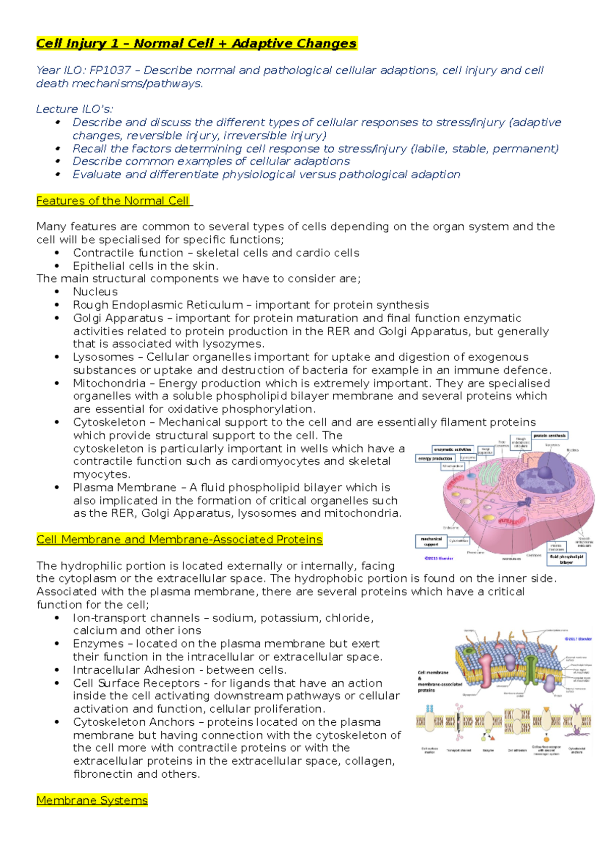 1.1 - Cell Injury 1 Lecture Notes - Normal Cell and Adaptive Changes ...