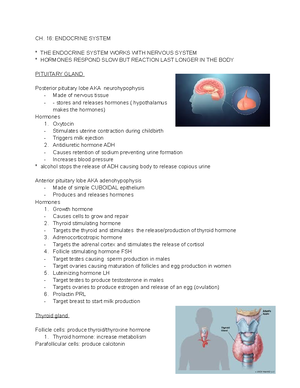 Endocrine system fill in the blank notes - 1330 - Studocu