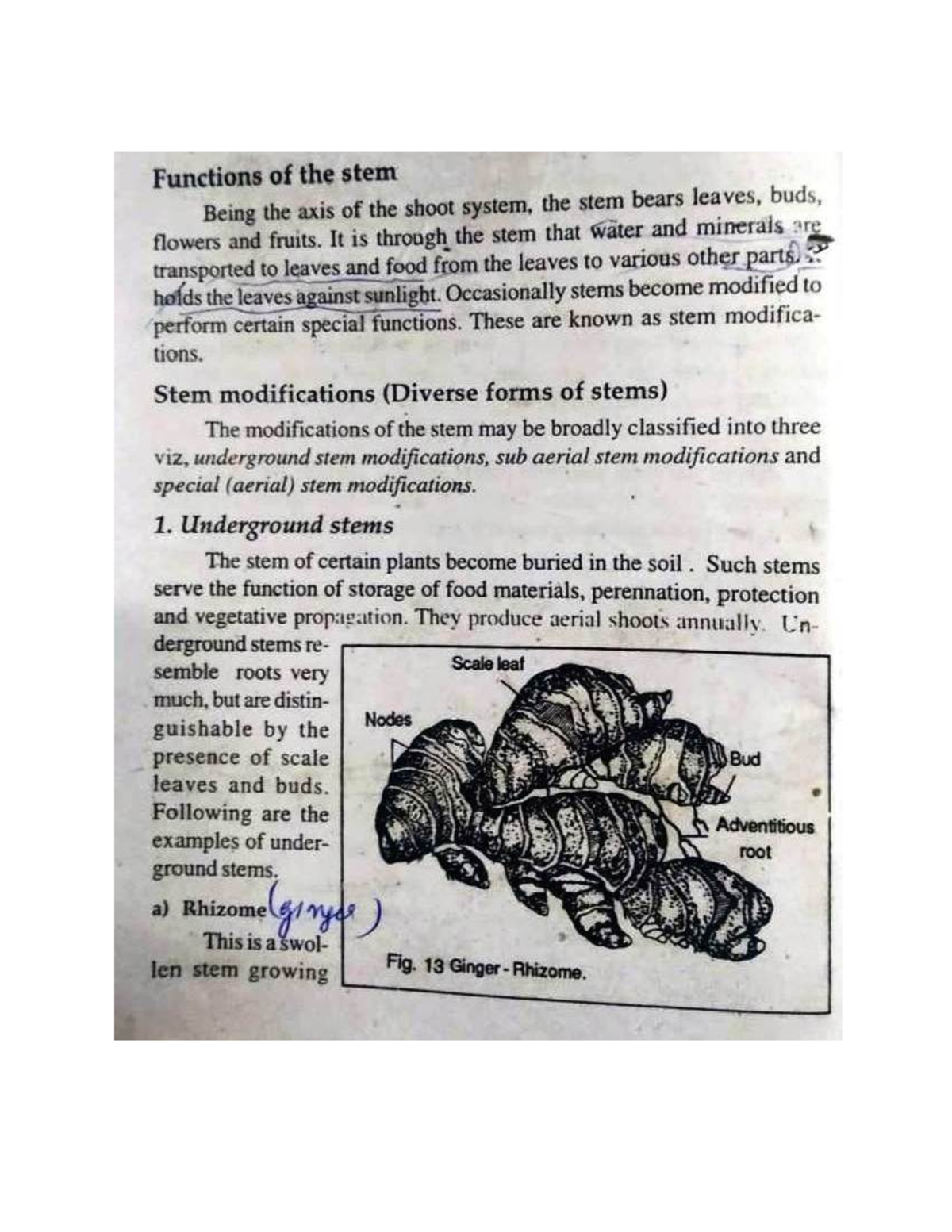 Functions Of Modified Stem at Martha Brugger blog Functions Of Modified Stem at Martha Brugger blog