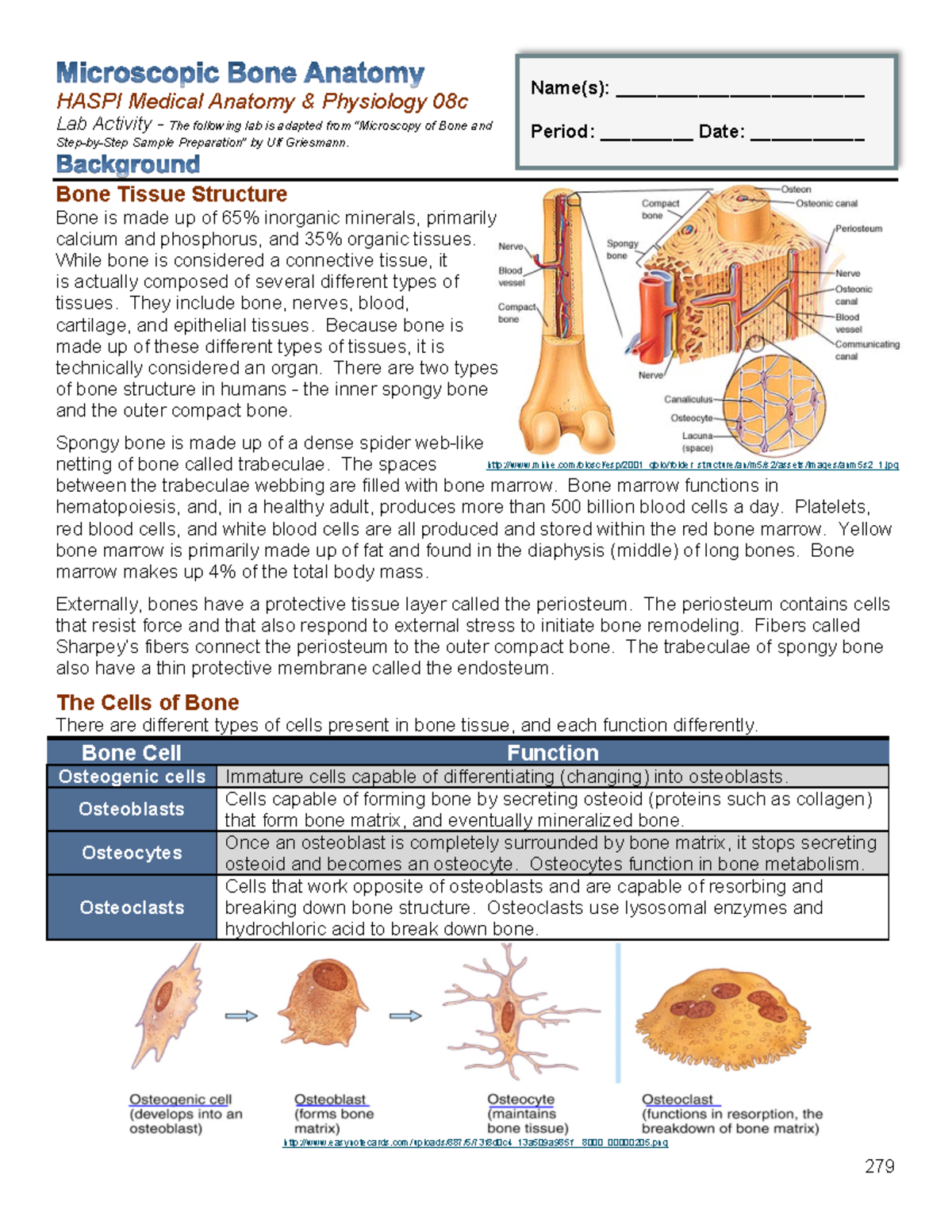 08c bone anatomy - bone with images. - HASPI Medical Anatomy ...