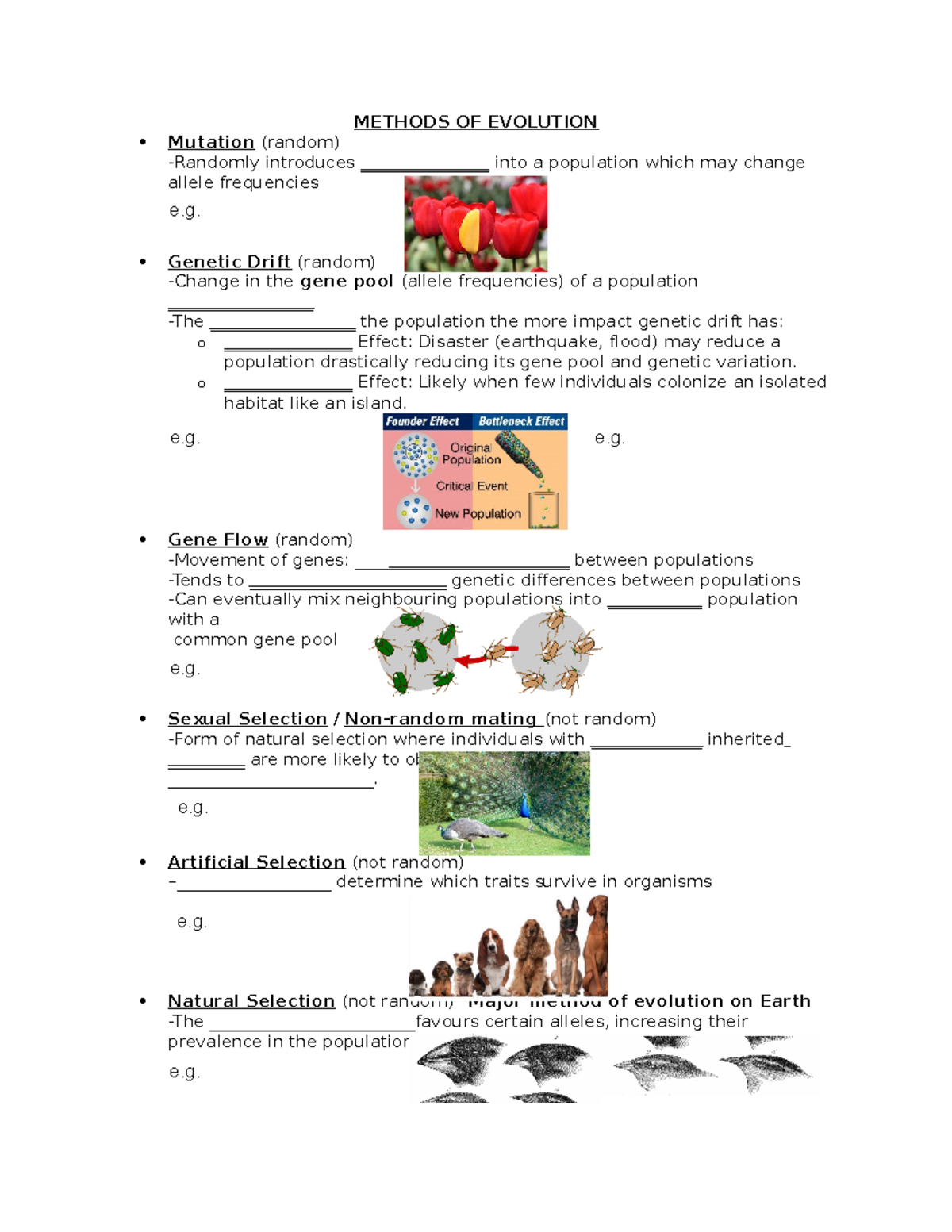 Methods of Evolution - NOTES - METHODS OF EVOLUTION Mutation (random ...