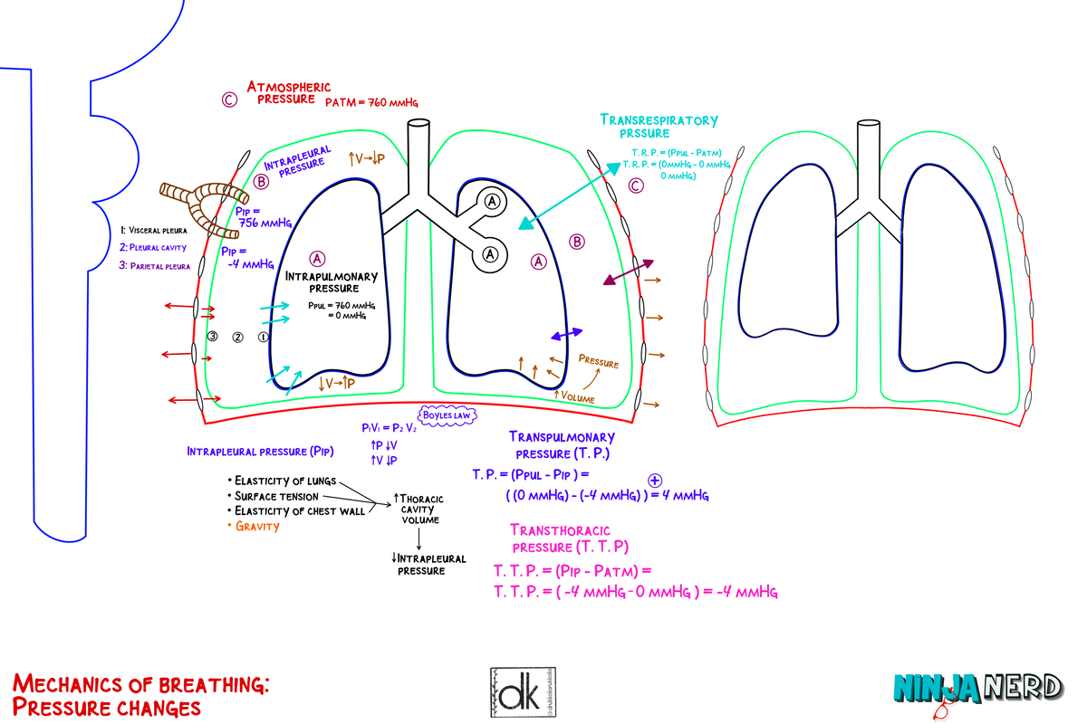 1. Mechanics of Breathing - Morfofisiología II - Studocu